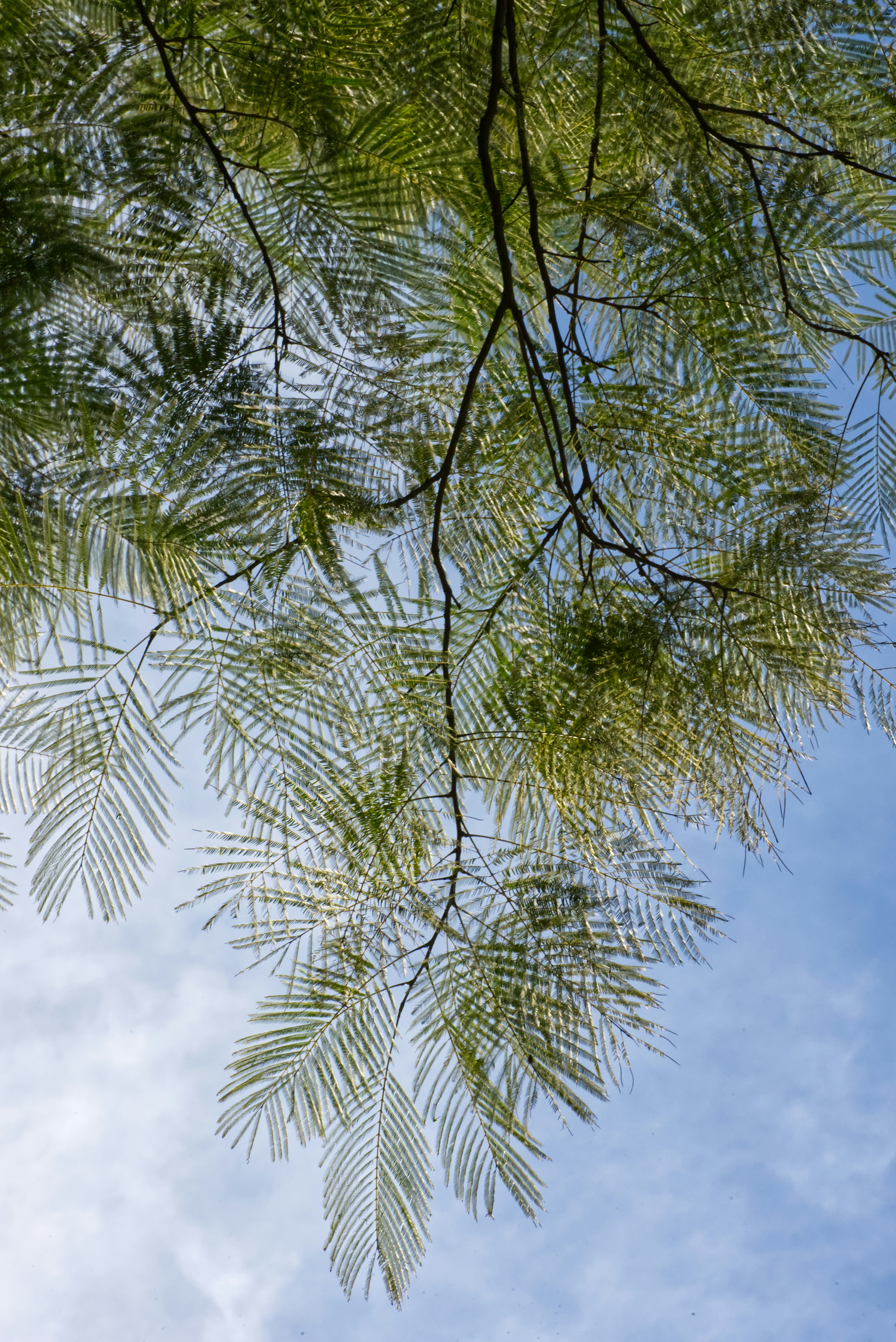 Crisscross Canopy: Palm Fronds Weaving a Sky-Blue Mosaic