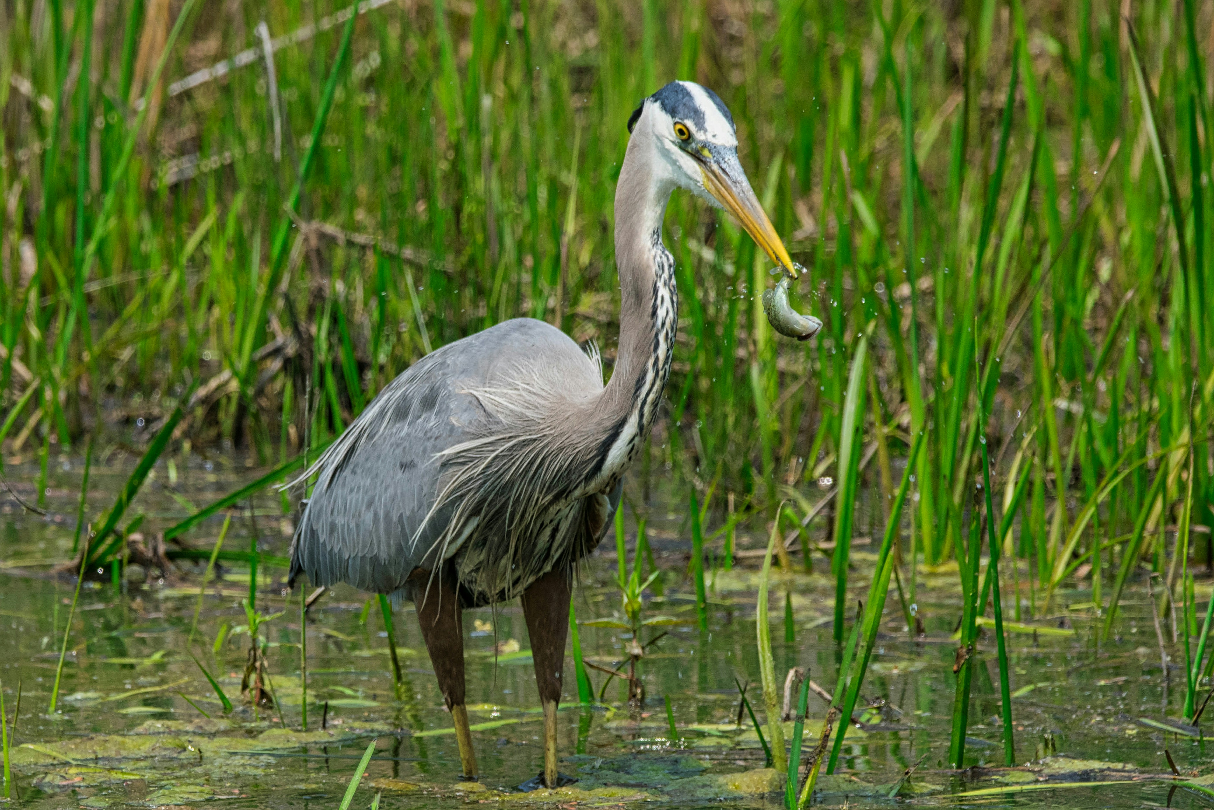 A bird with a fish in it's mouth standing in some water photo – Free ...