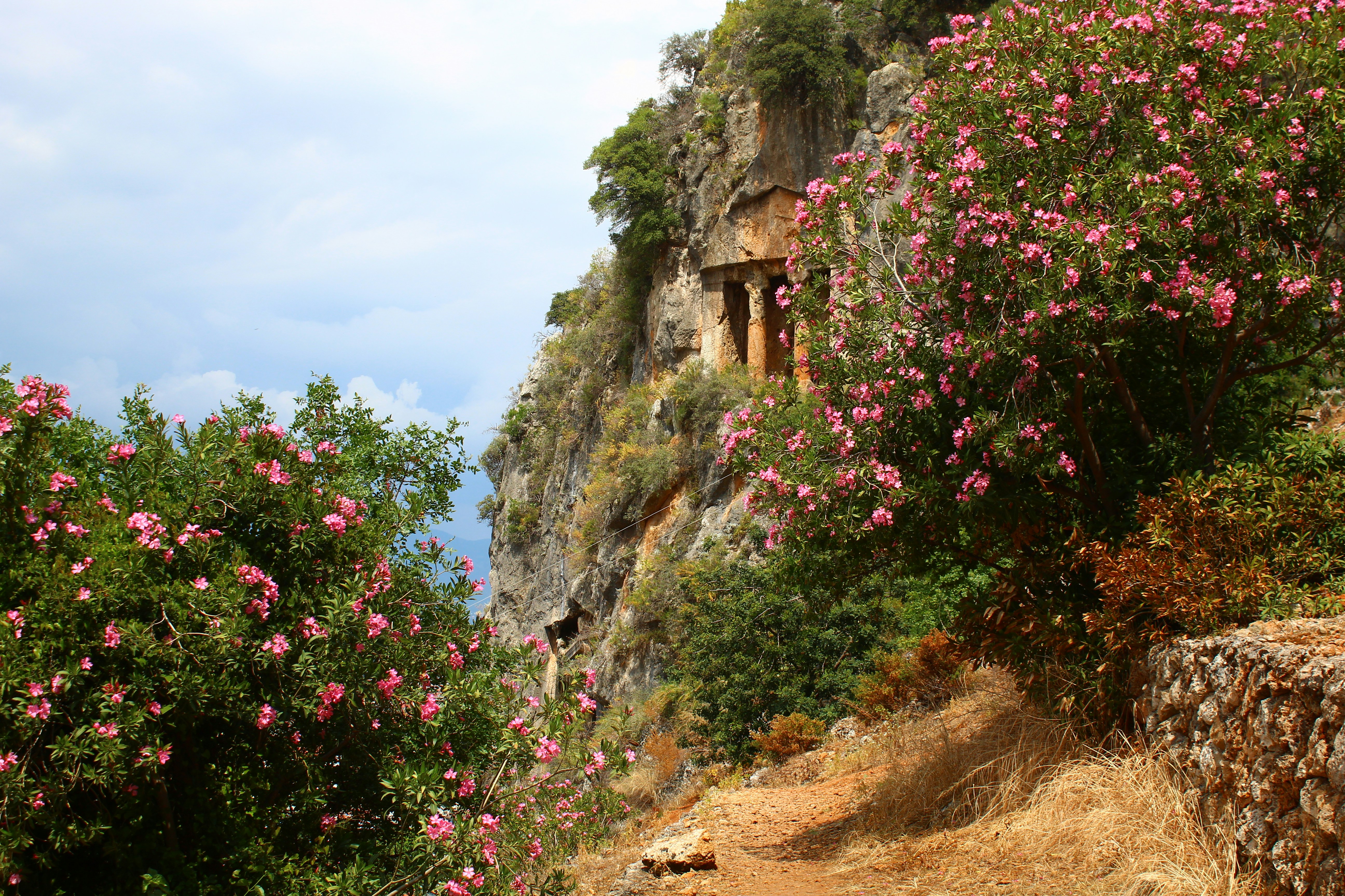Cliffside Bloom Corridor: Trail Toward a Hidden Grotto