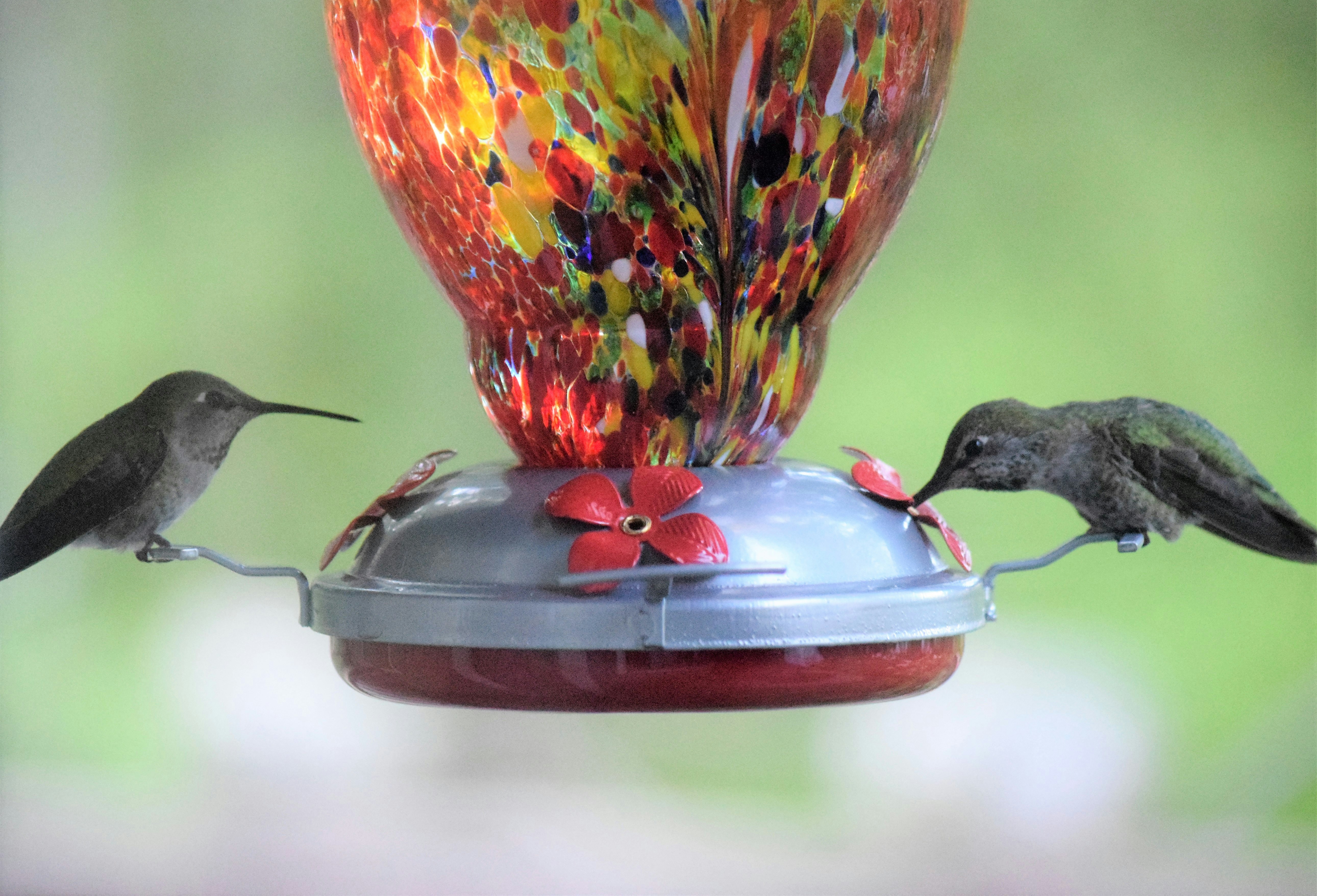 Chromatic Feeder Duel: Twin Hummingbirds at a Glass Bell