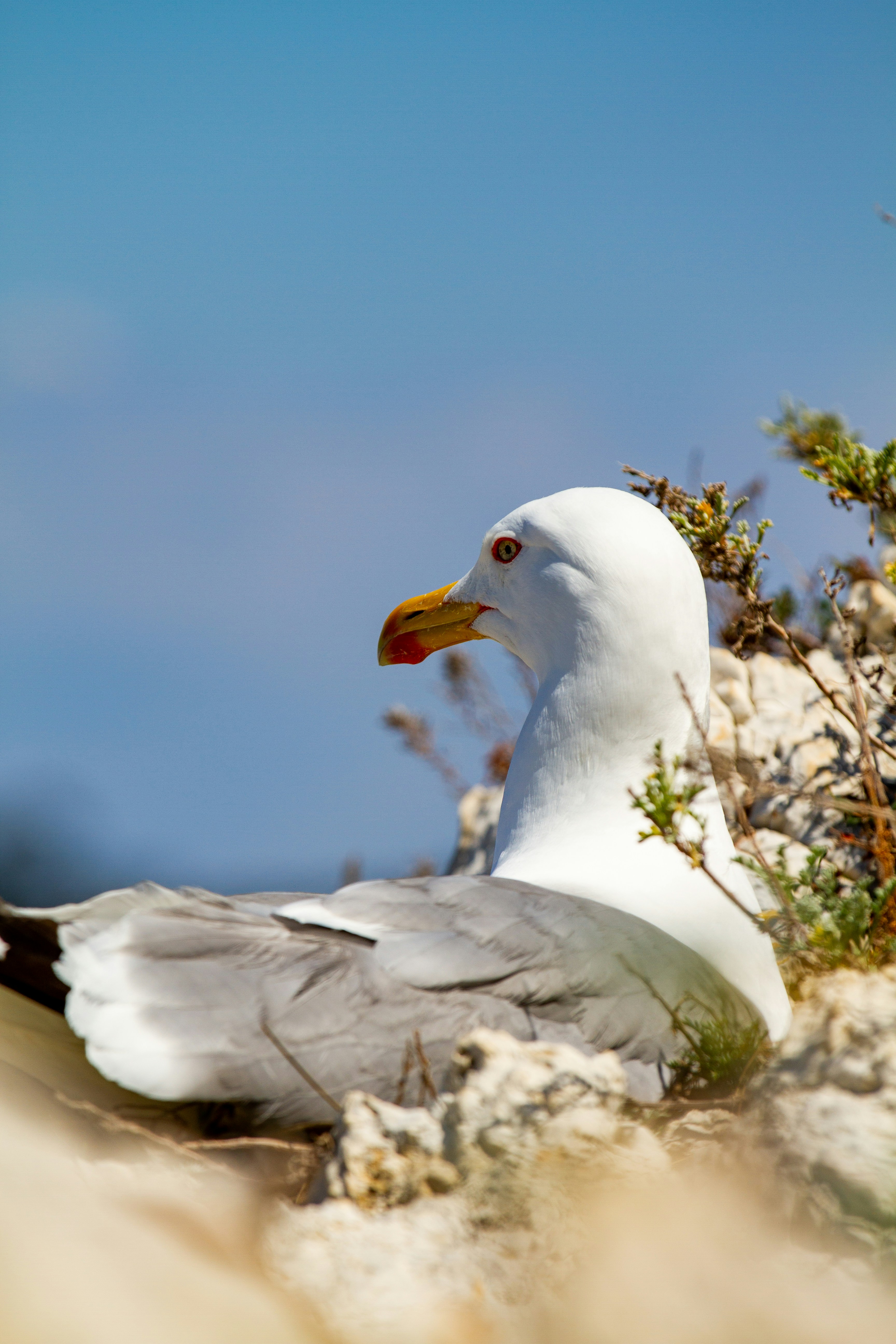 Azure Crest: Close-Up Portrait of a Seagull on Sunlit Coastal Rocks