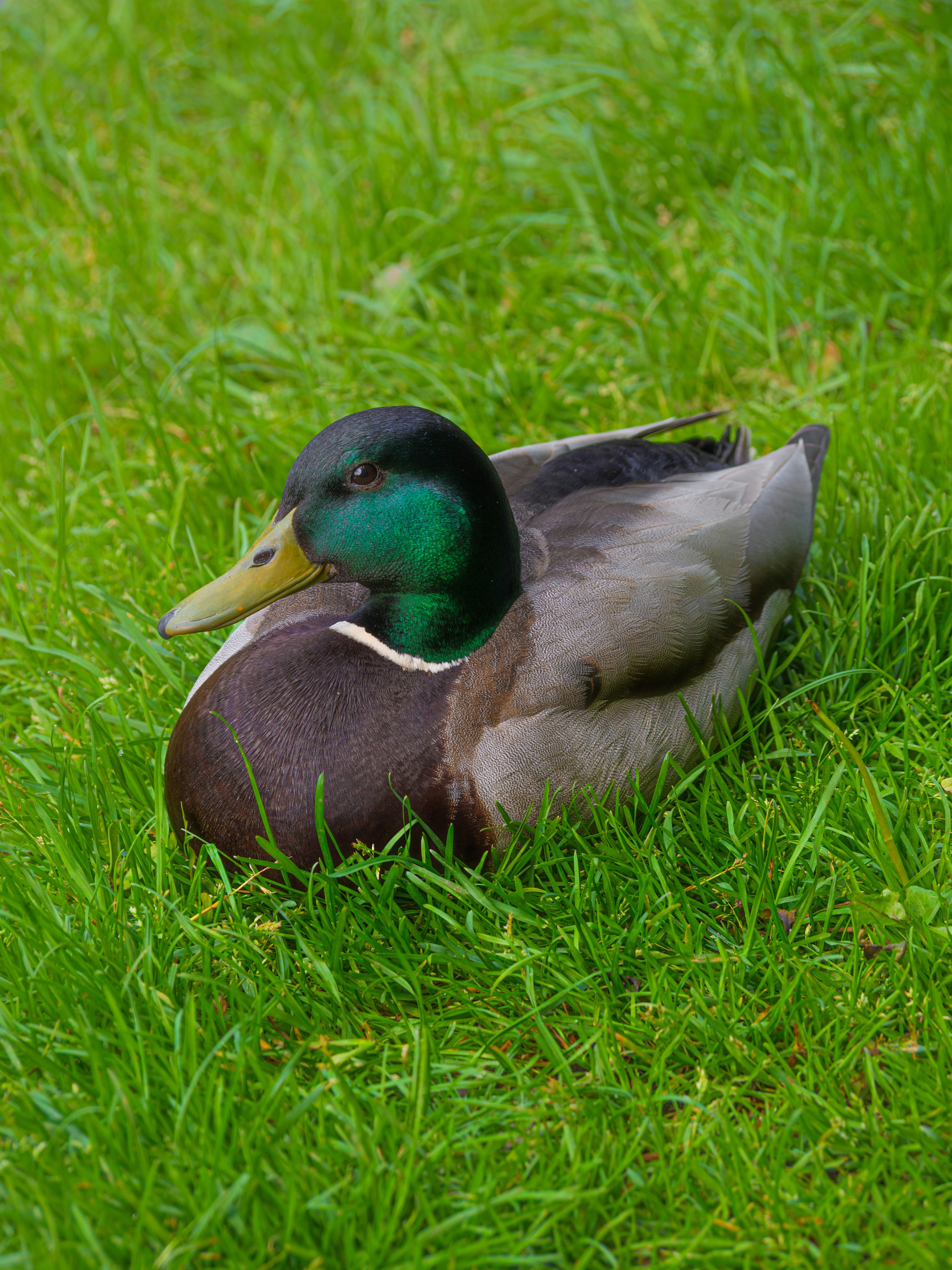 A duck sitting on top of a lush green field photo – Free Duck Image on ...