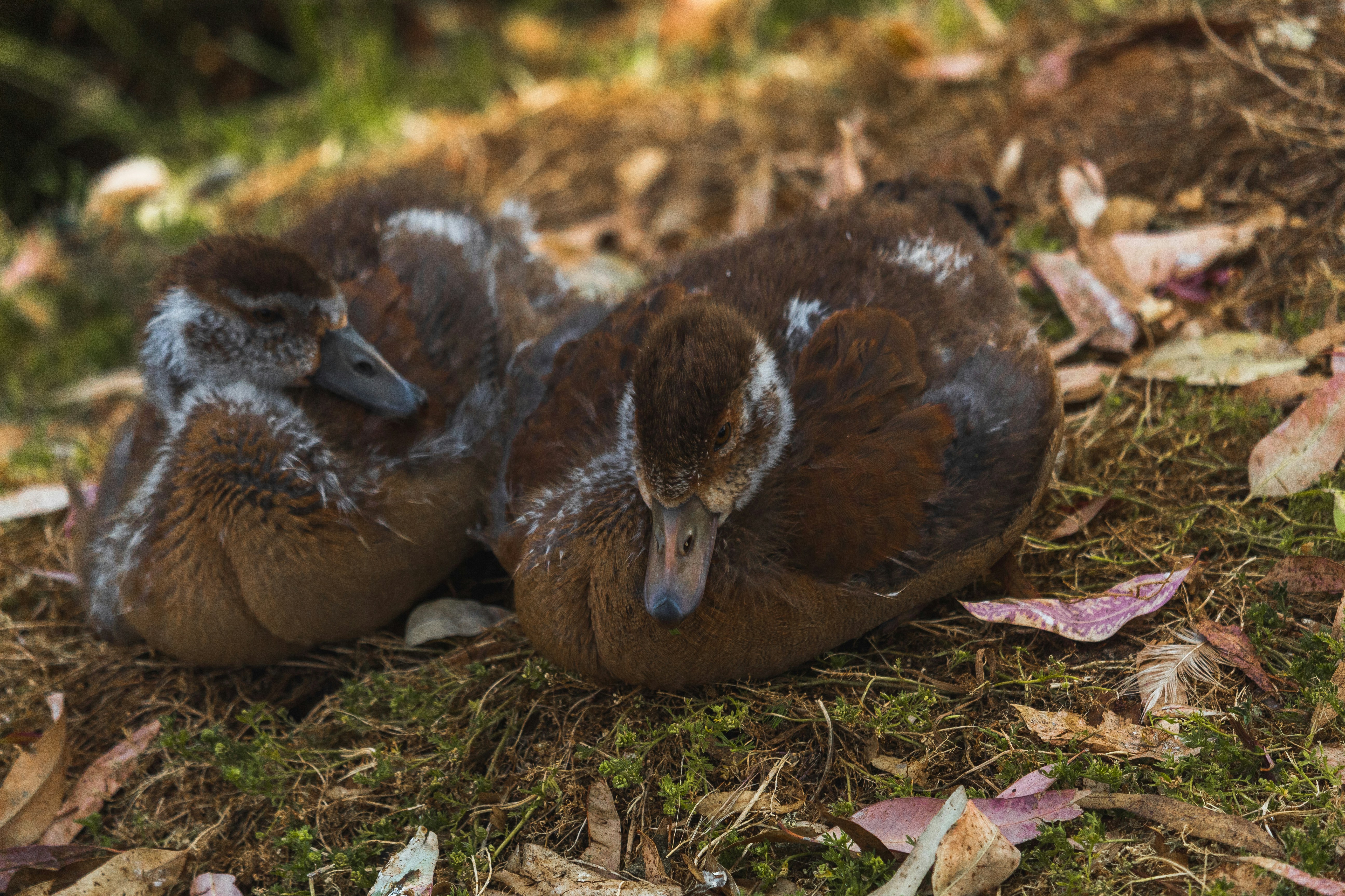 Cozy Companionship in Autumn Hues