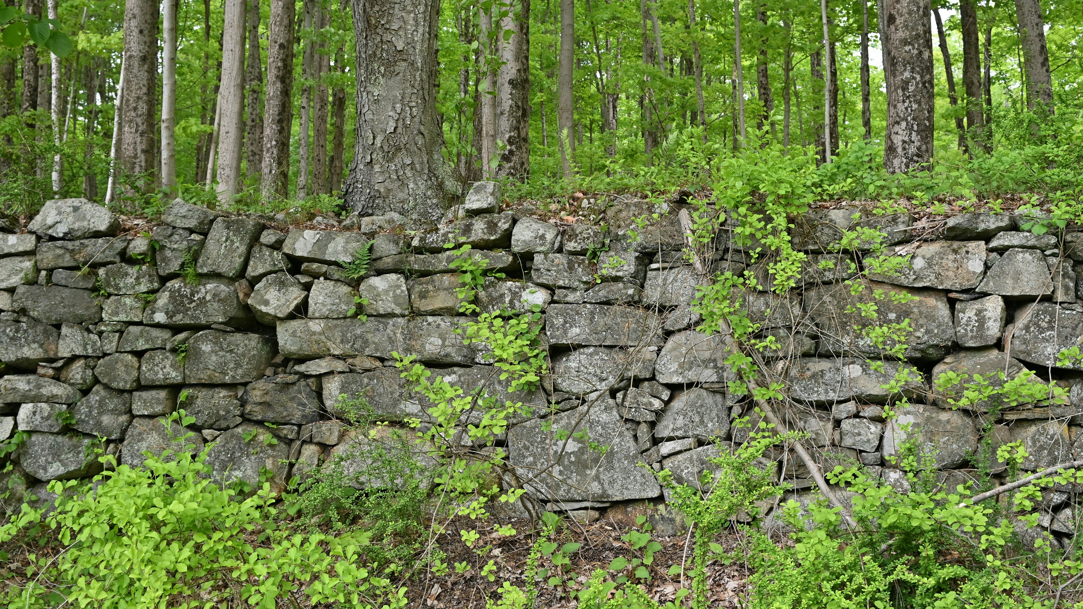 Photo by mike mcgrath with Nikon Z50