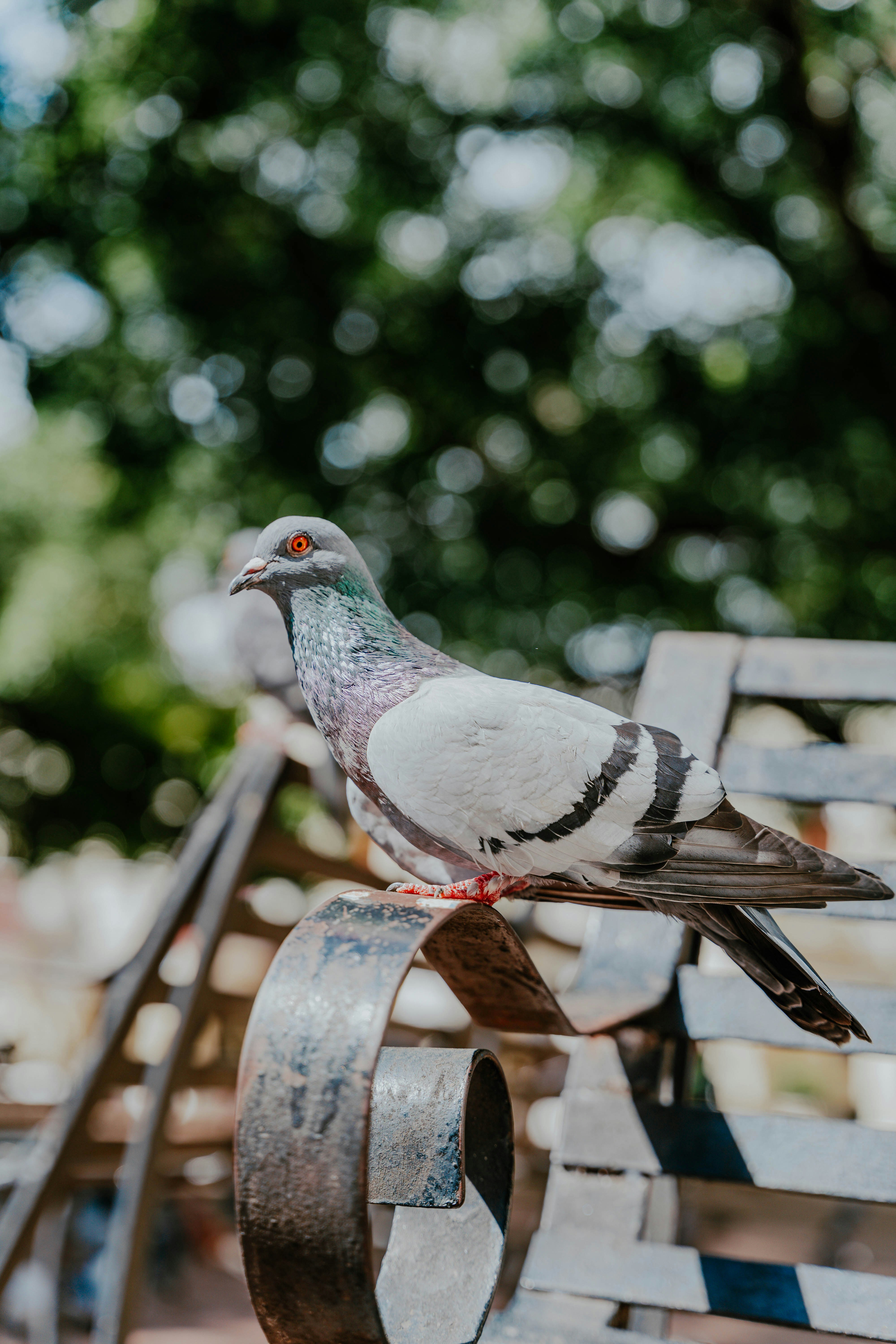 Pigeon perched on a decorative metal railing, surrounded by a blurred green backdrop. The bird's striking red eyes stand out against its gray feathers.