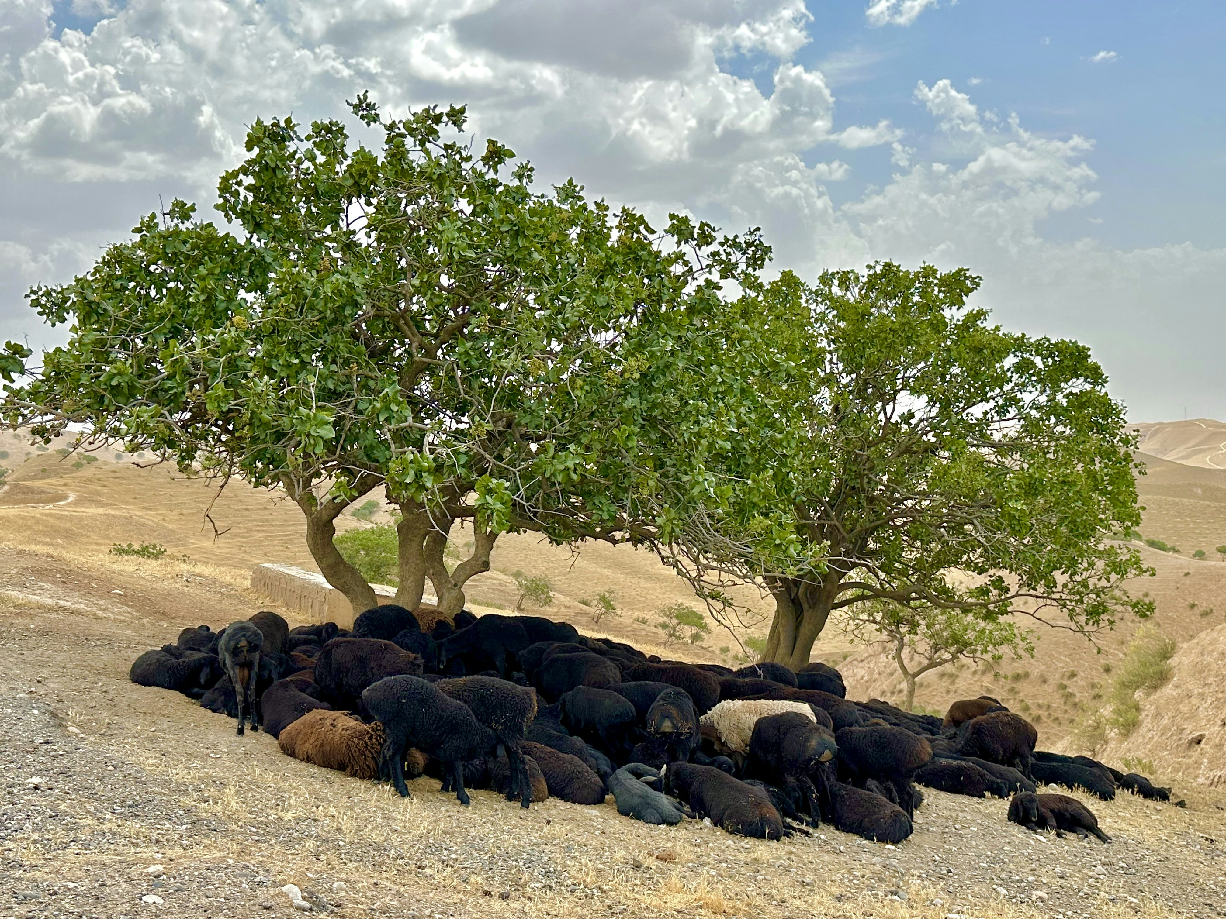 Shade Keepers: A Dark Herd Resting Beneath a Desert Tree