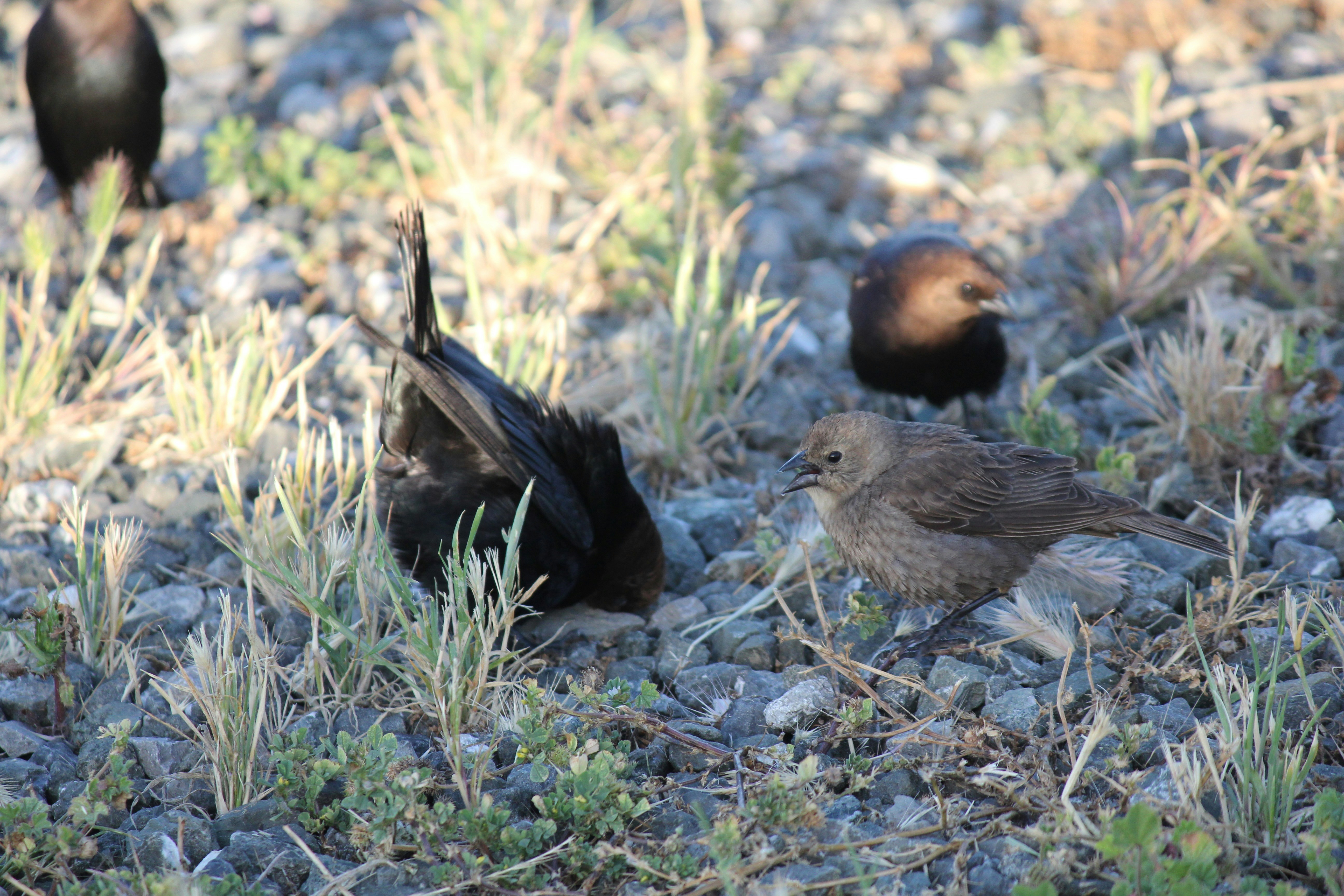 A group of brown-headed cowbirds, with a female one to the right.