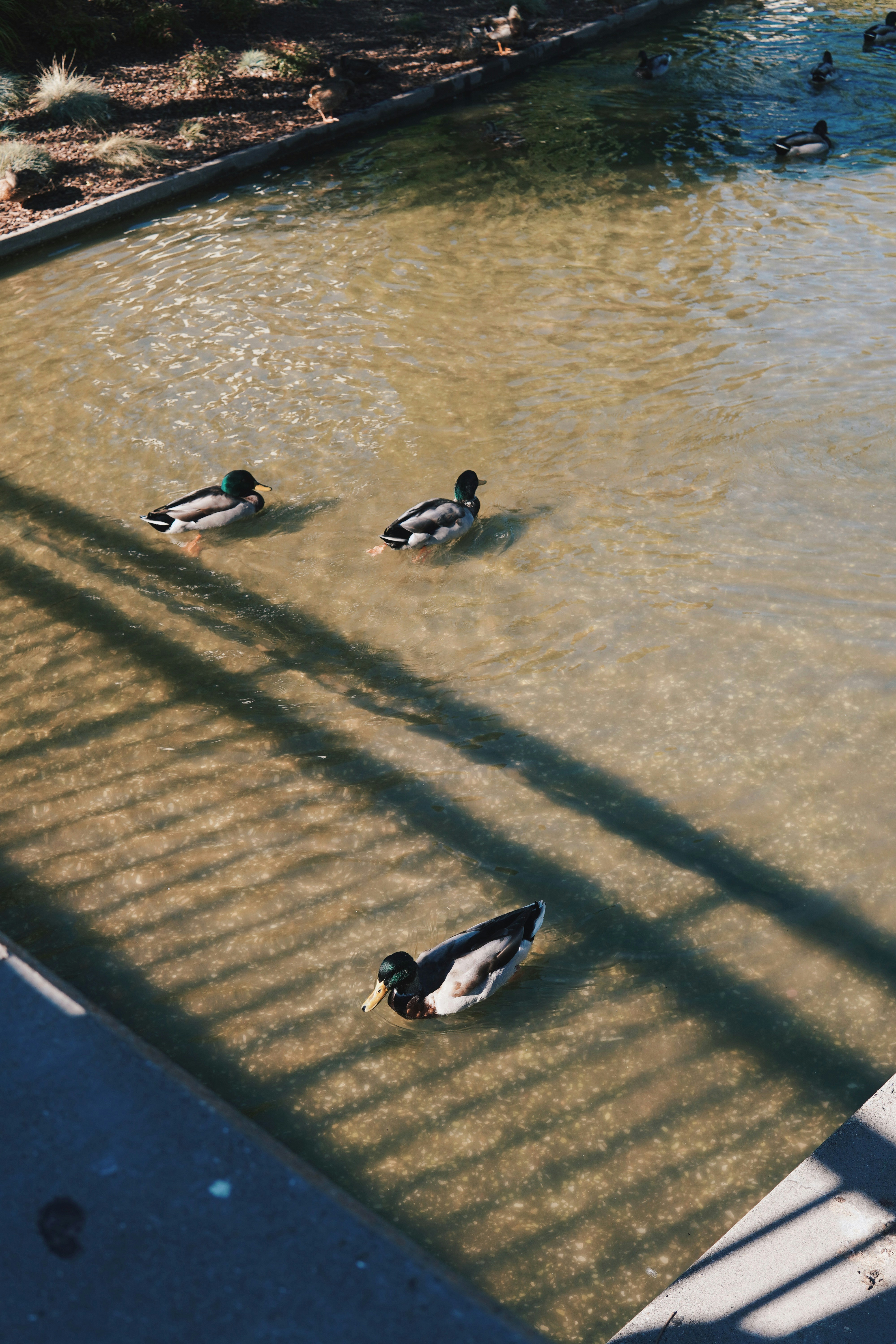 Ducks in Sunlit Ripples: Shadow Stripes Across a Quiet Pool