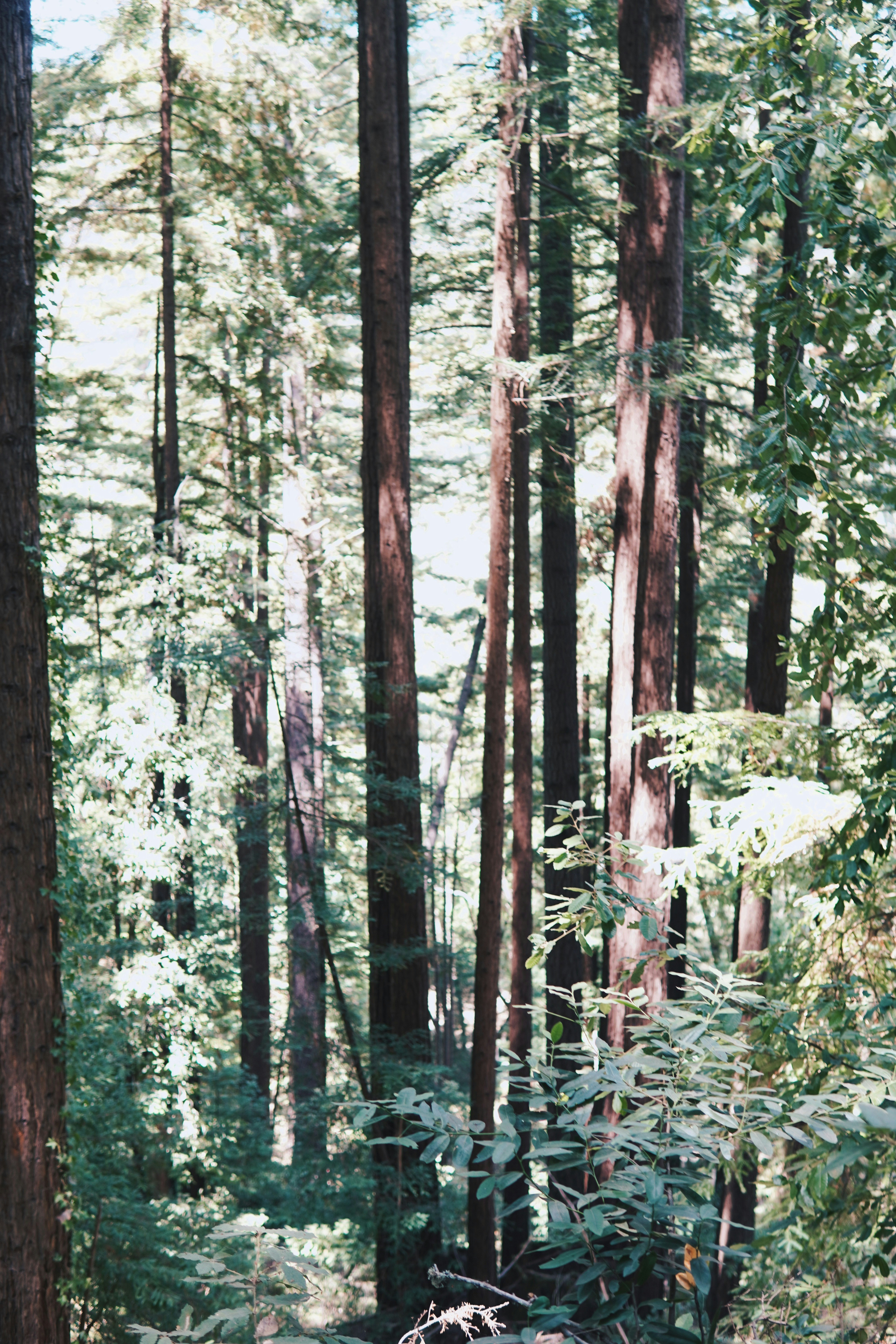Pine Cathedral in Dappled Light