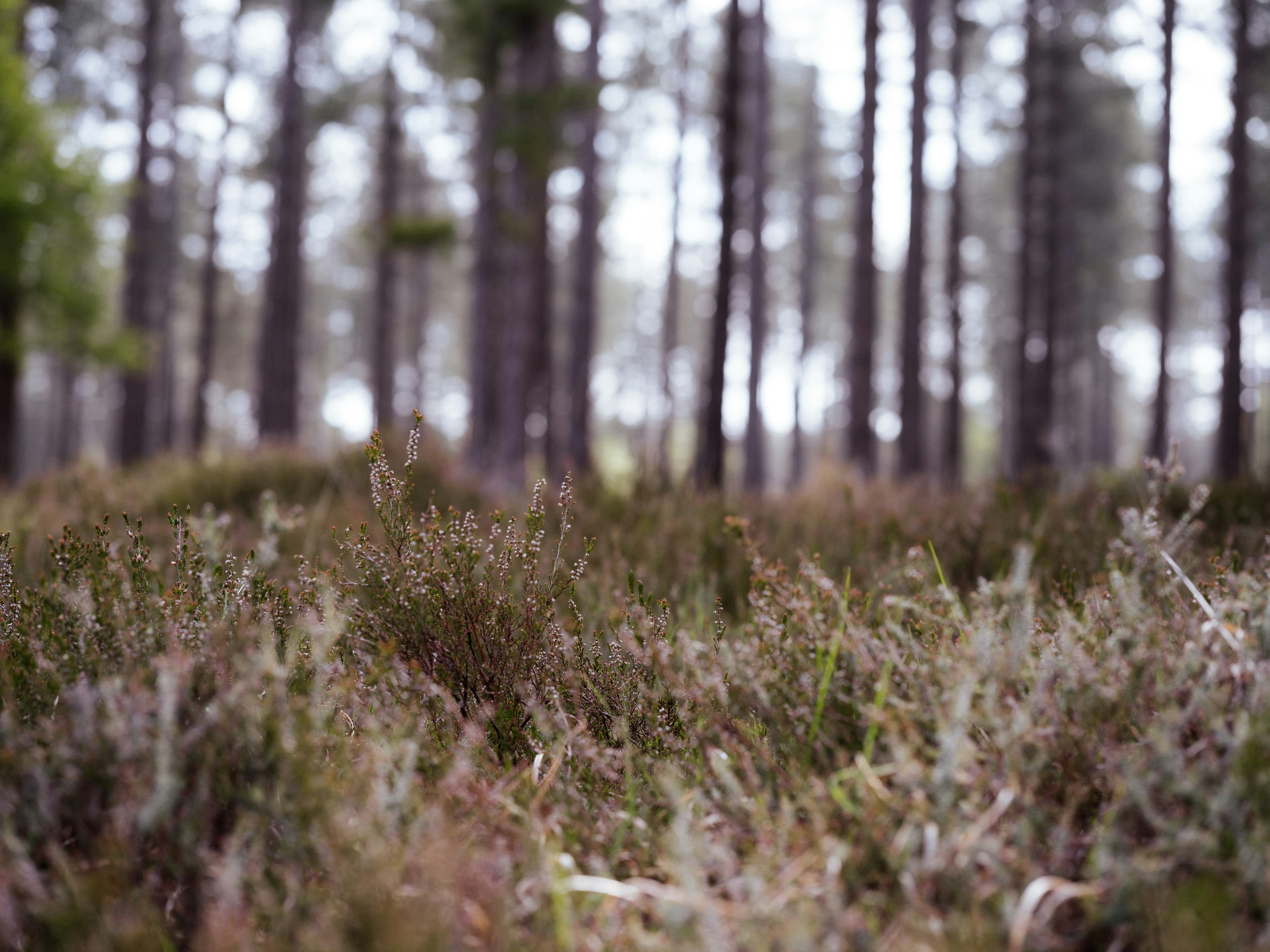 Photo by Annie Spratt with Hasselblad 907X 50C