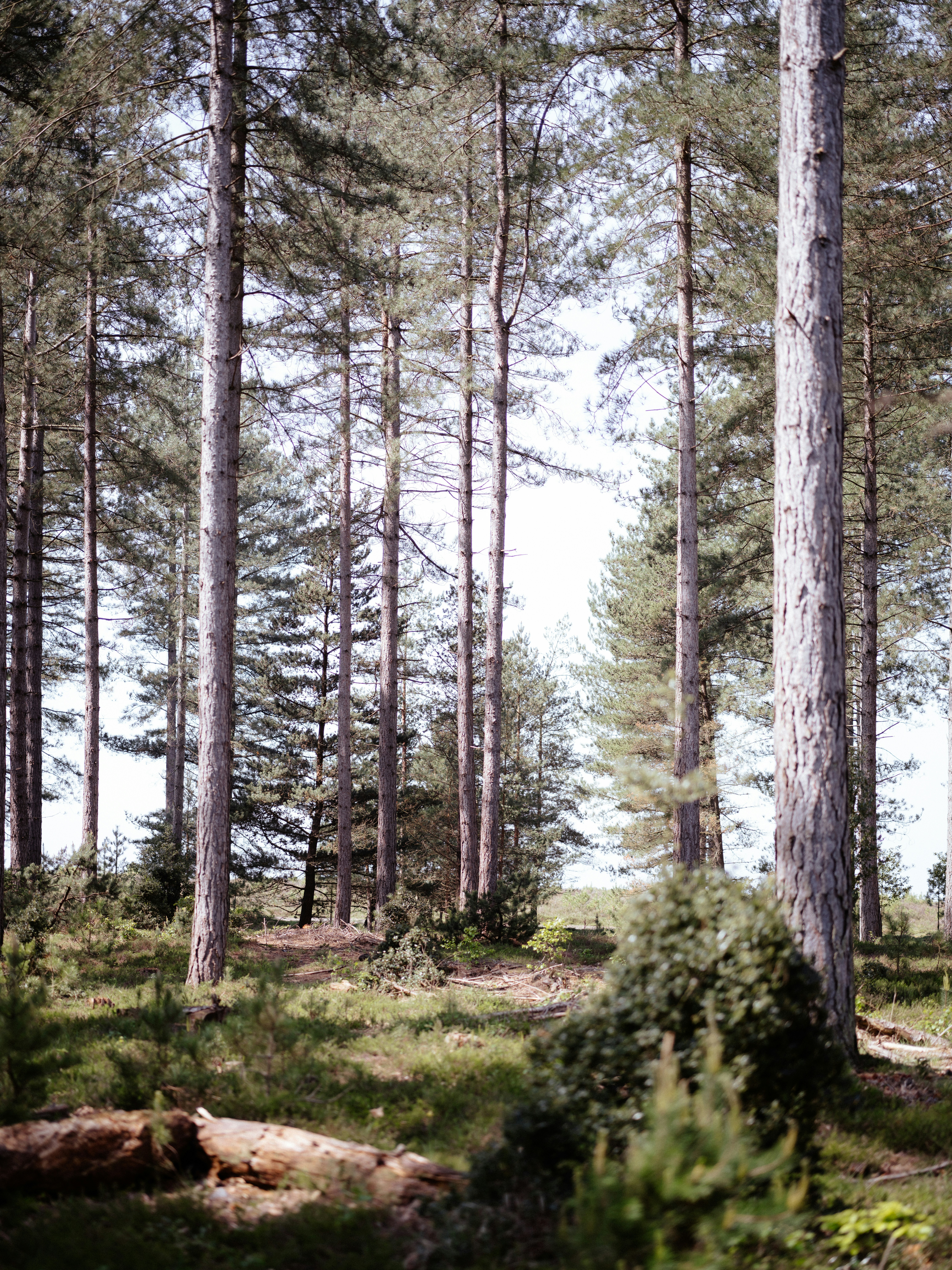 Sample photo from Hasselblad 907X 50C