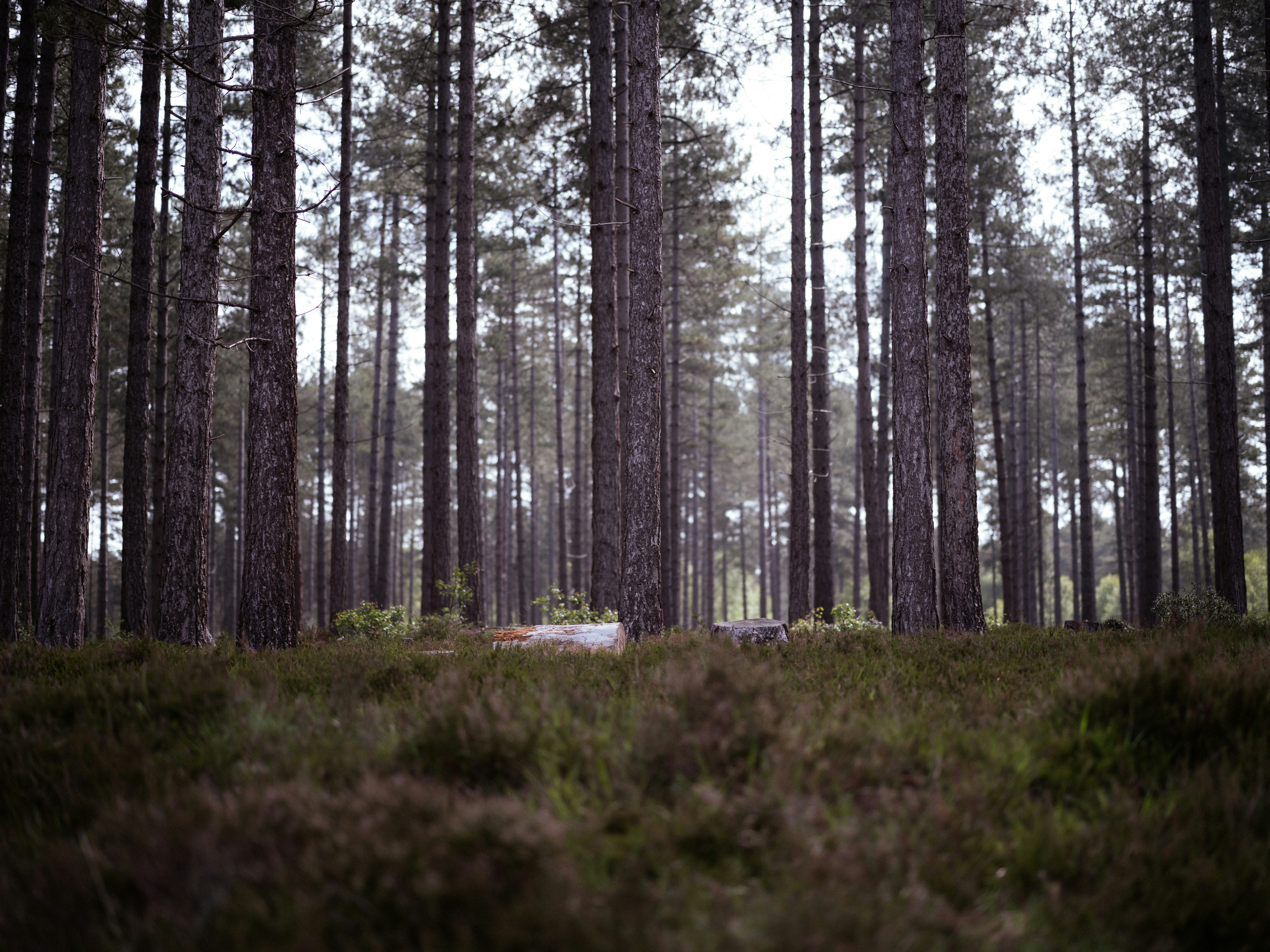 Photo by Annie Spratt with Hasselblad 907X 50C