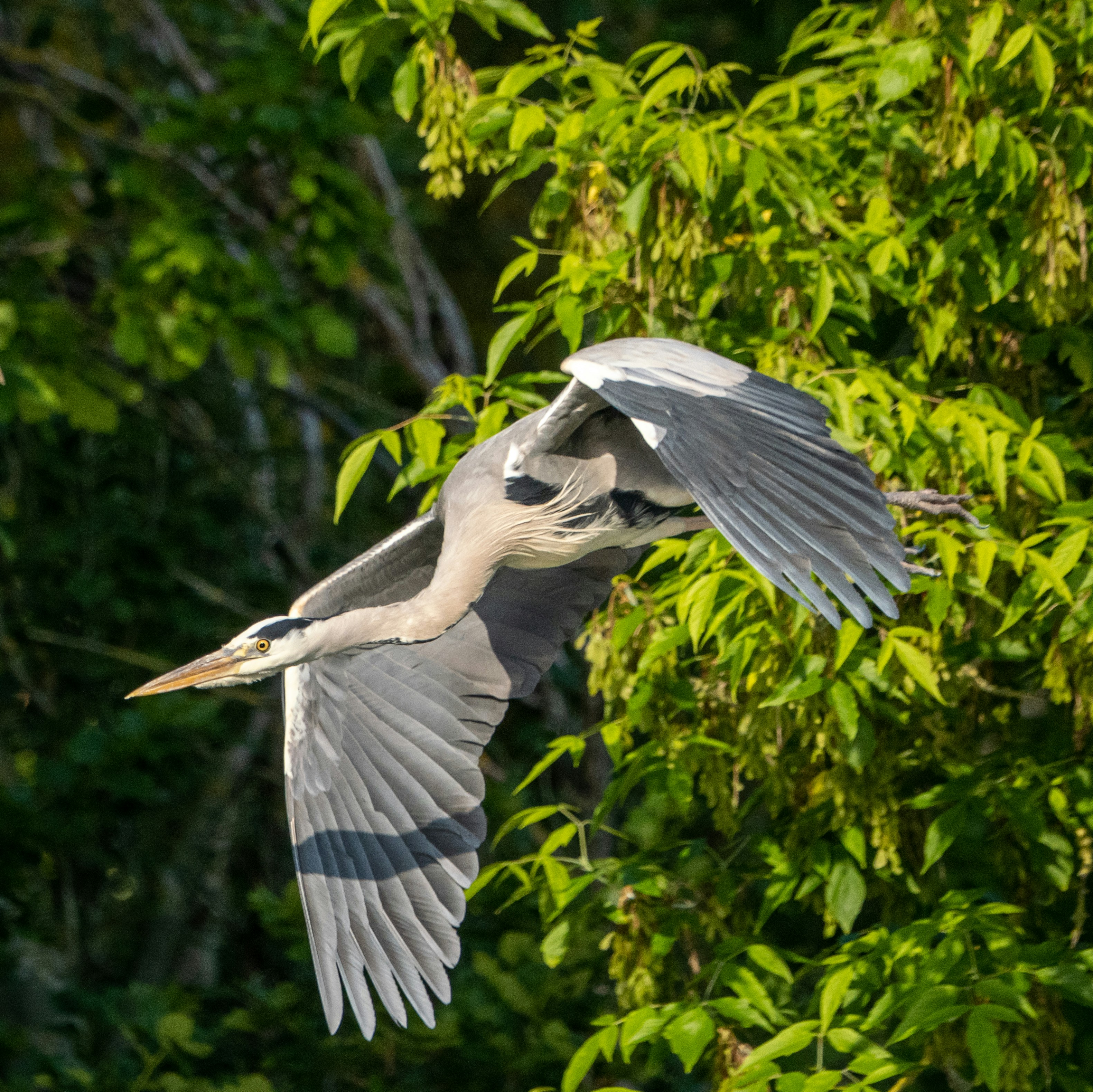 Great blue heron glides with wings fully spread through sunlit green foliage. A high-contrast photograph that emphasizes graceful flight.