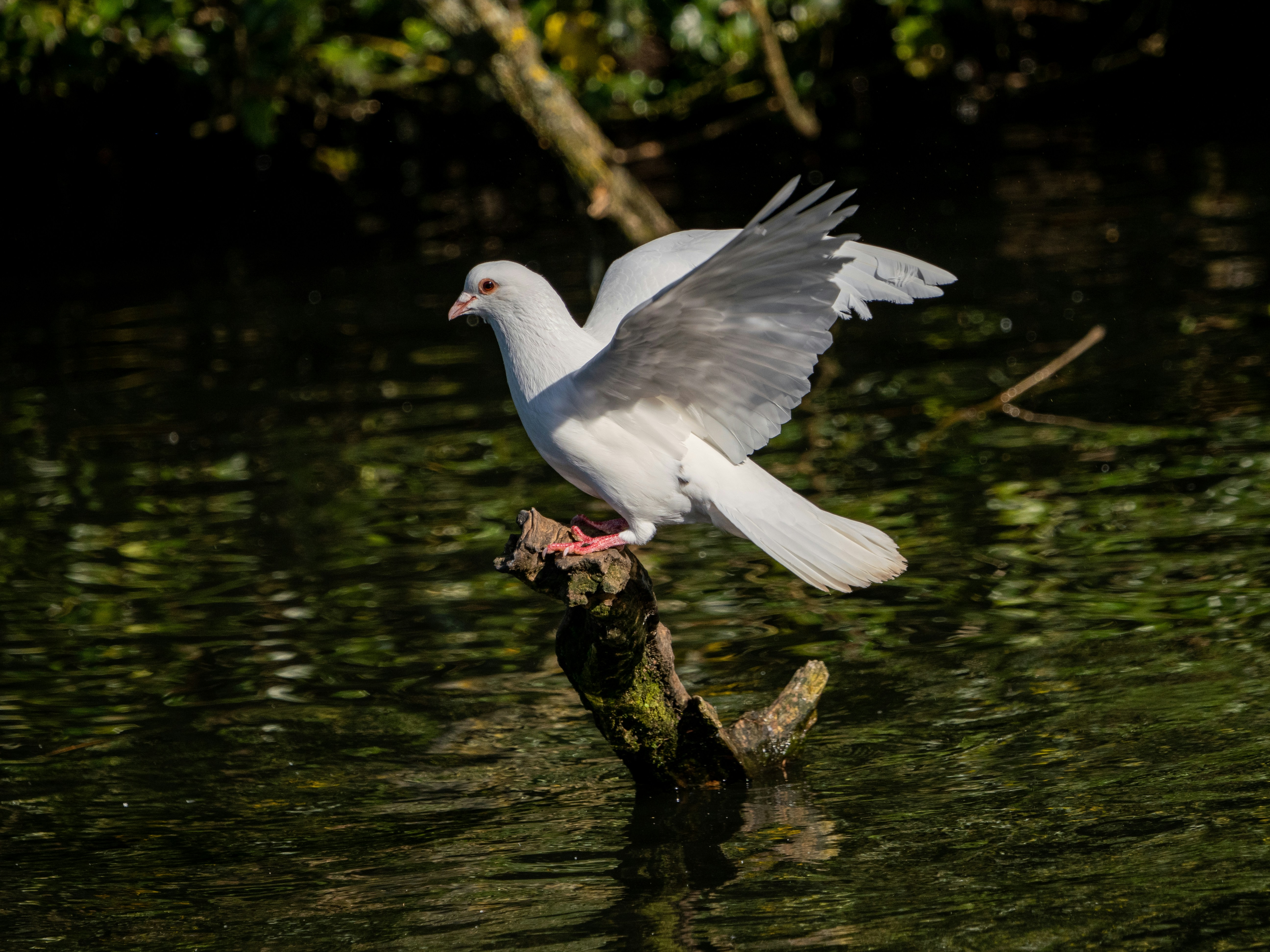 White dove lifting off from a weathered branch over a dark, reflective pond.