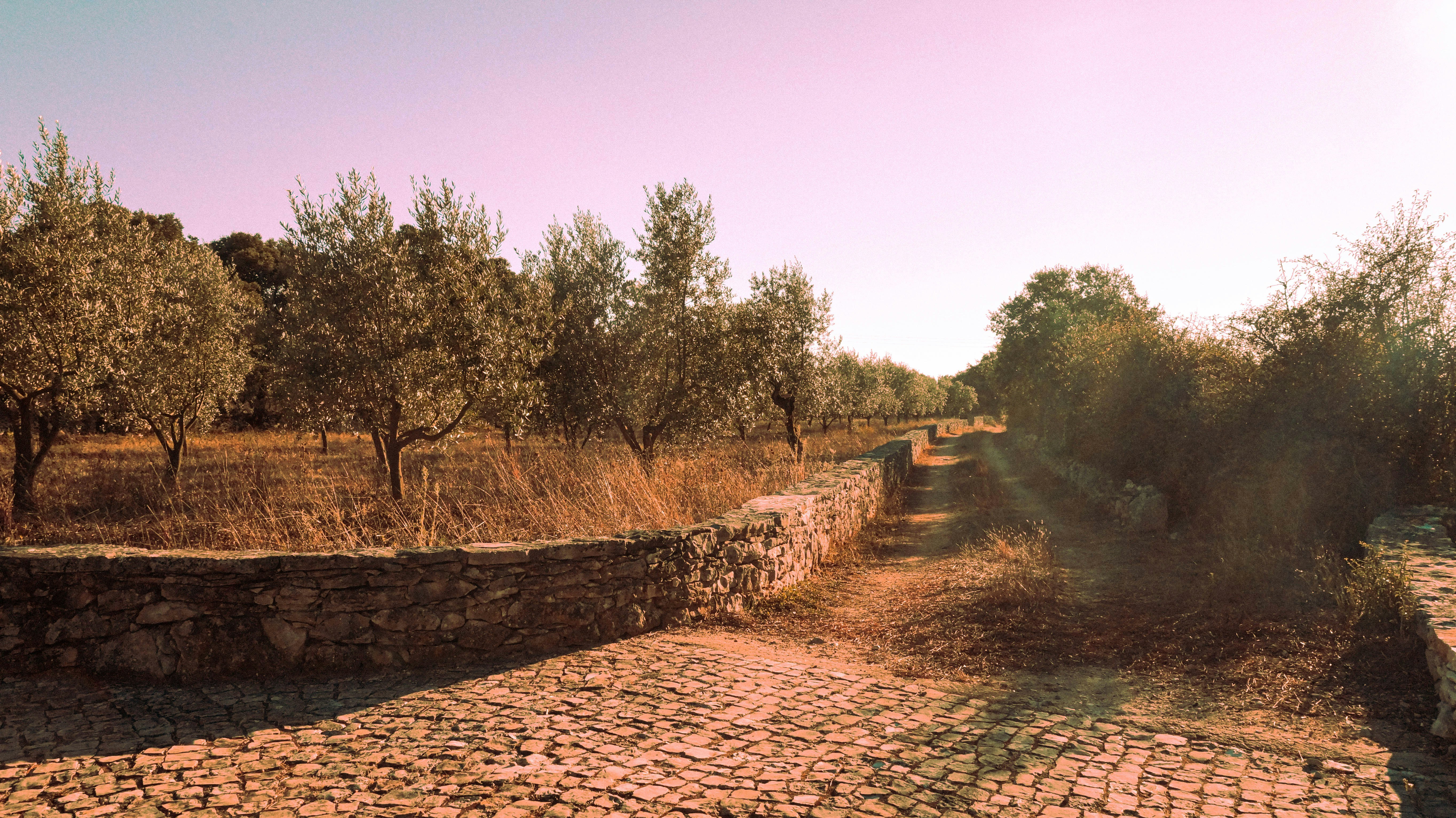 Sunlit stone path winds through an olive grove with a warm pink sky; a low wall on the left guides the eye toward the horizon.