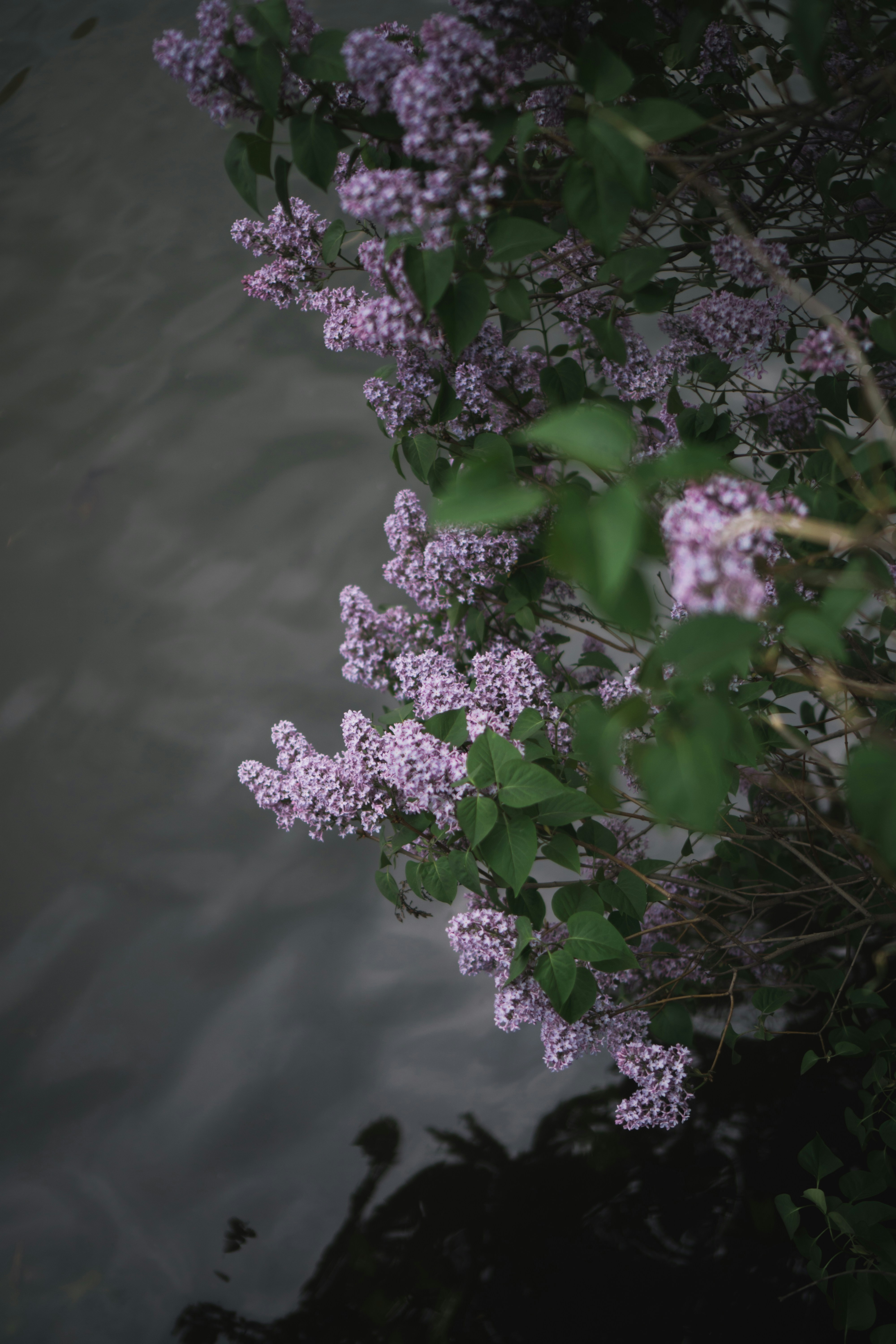 Lilac Fringe Along a Shadowed Wall