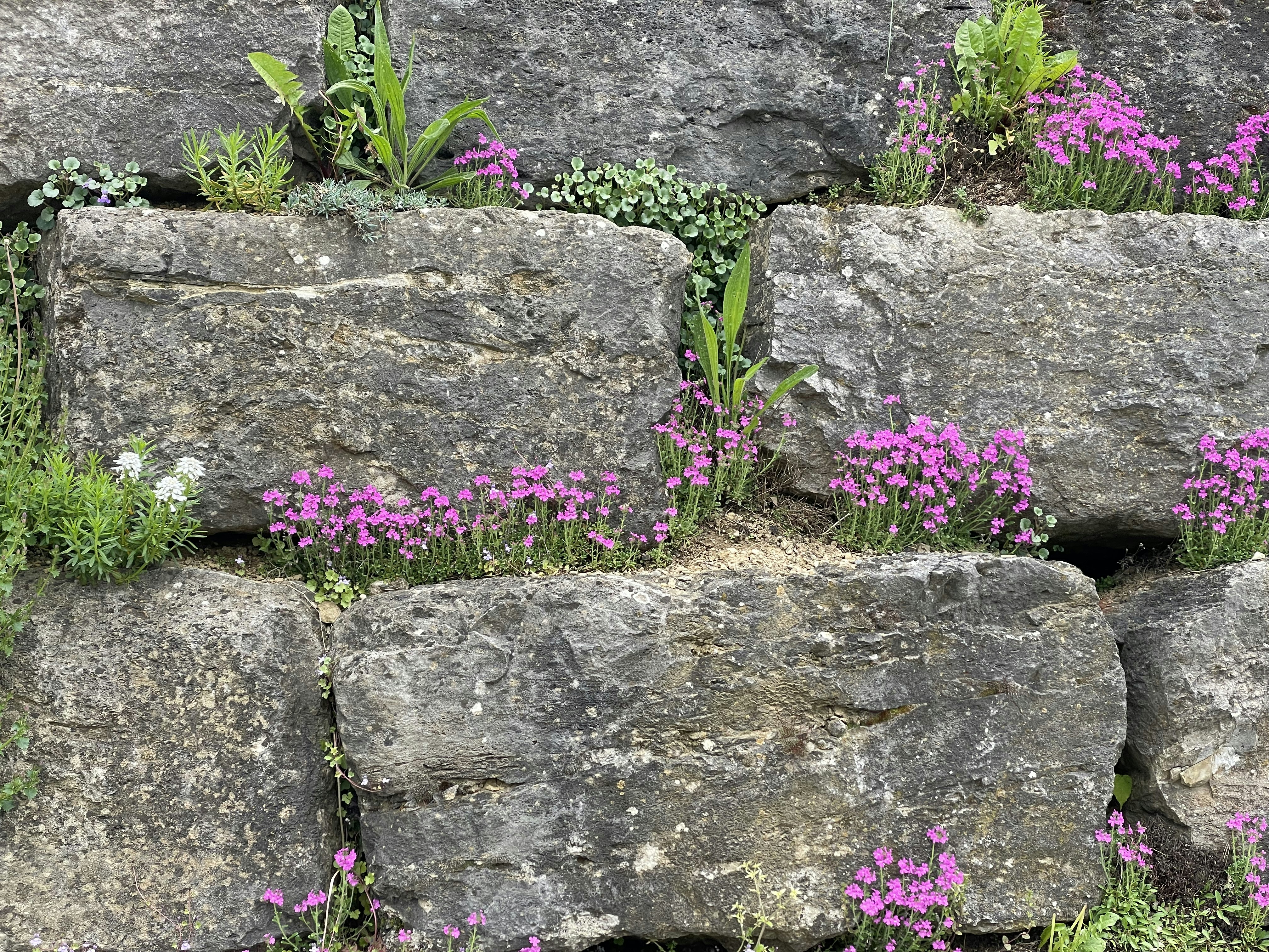 Granite Steps Adorned with Violet Sprigs