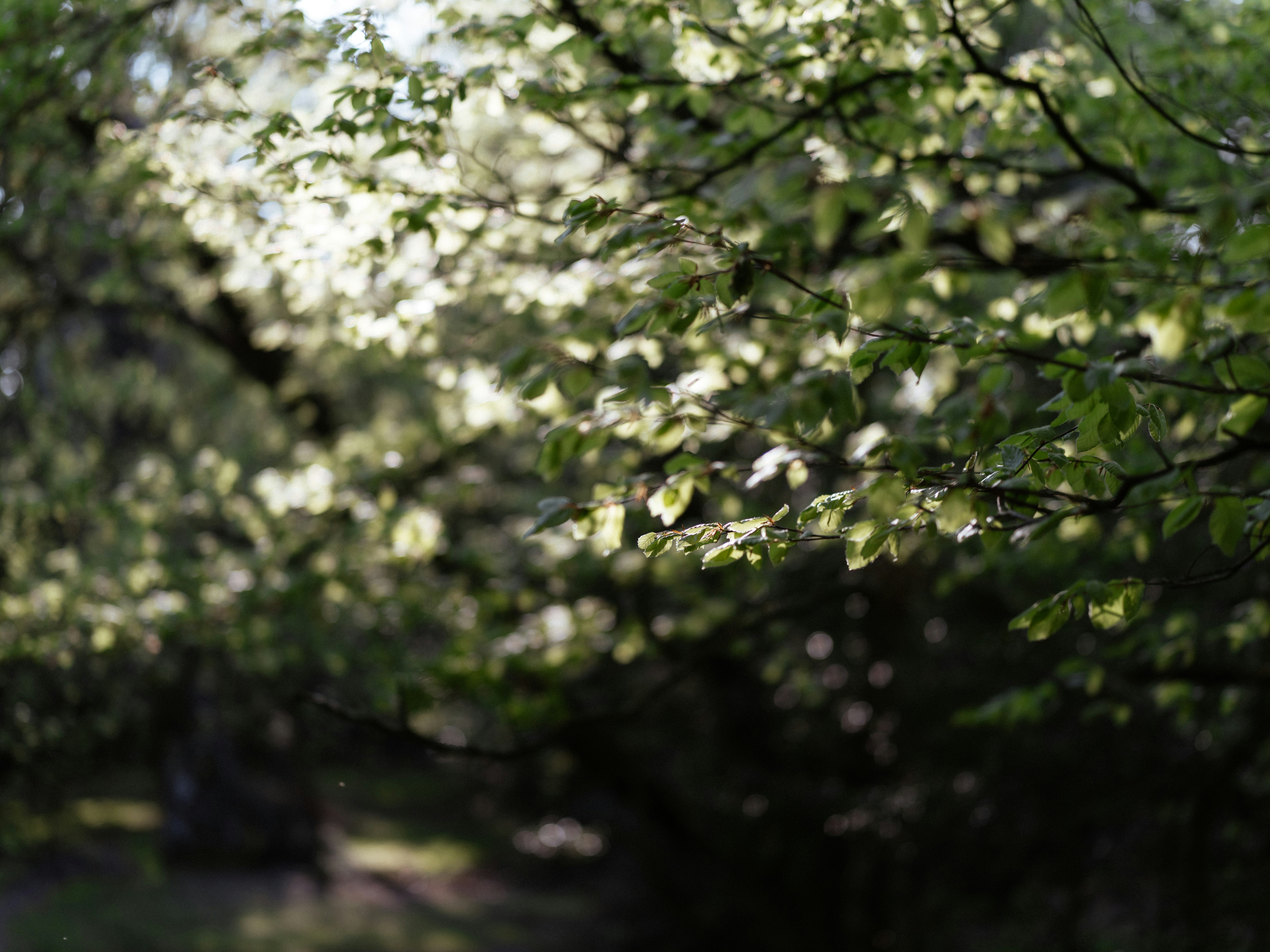 Photo by Annie Spratt with Hasselblad 907X 50C