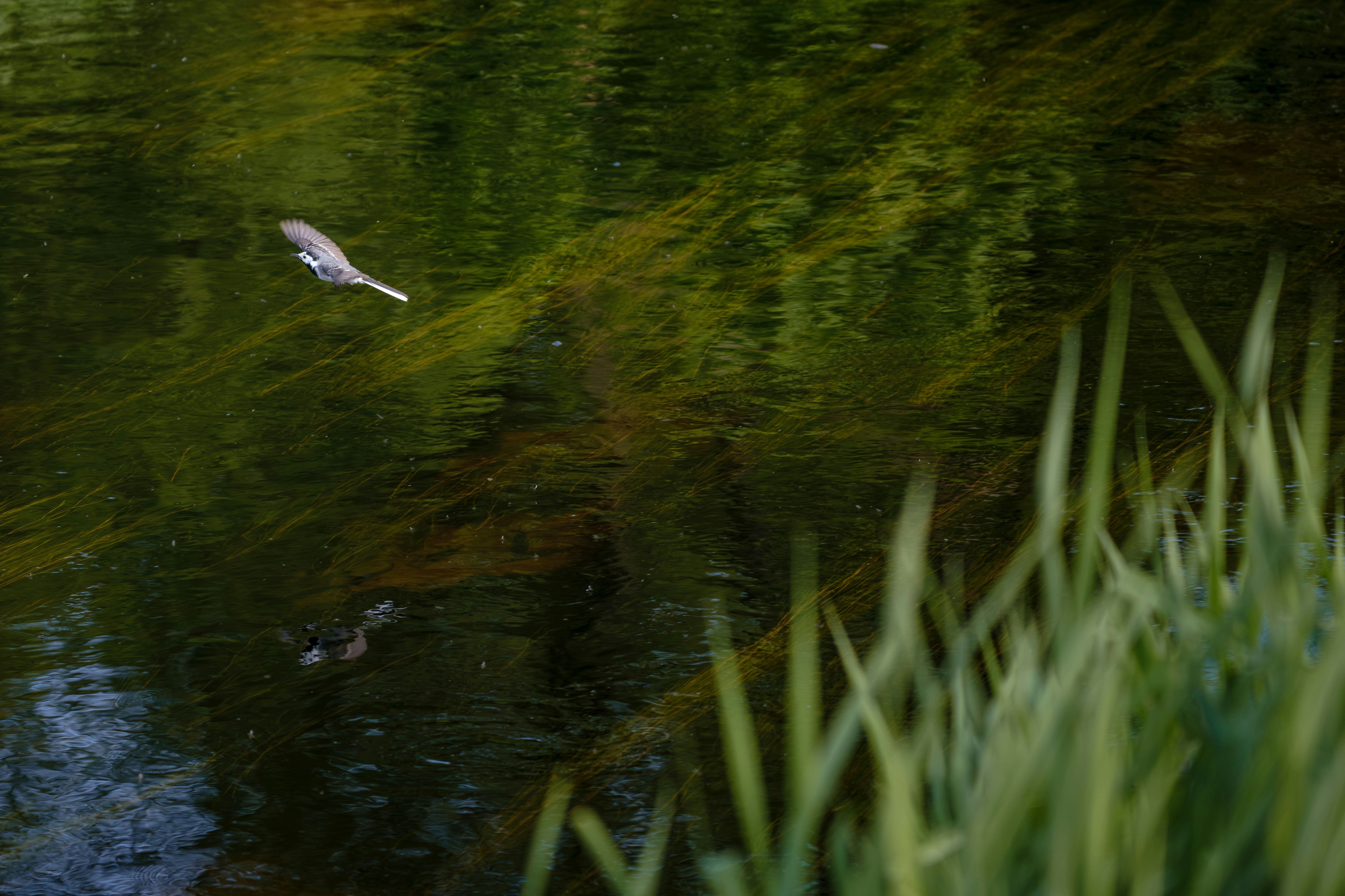 Photo by Heye Jensen with Fujifilm X-H2S