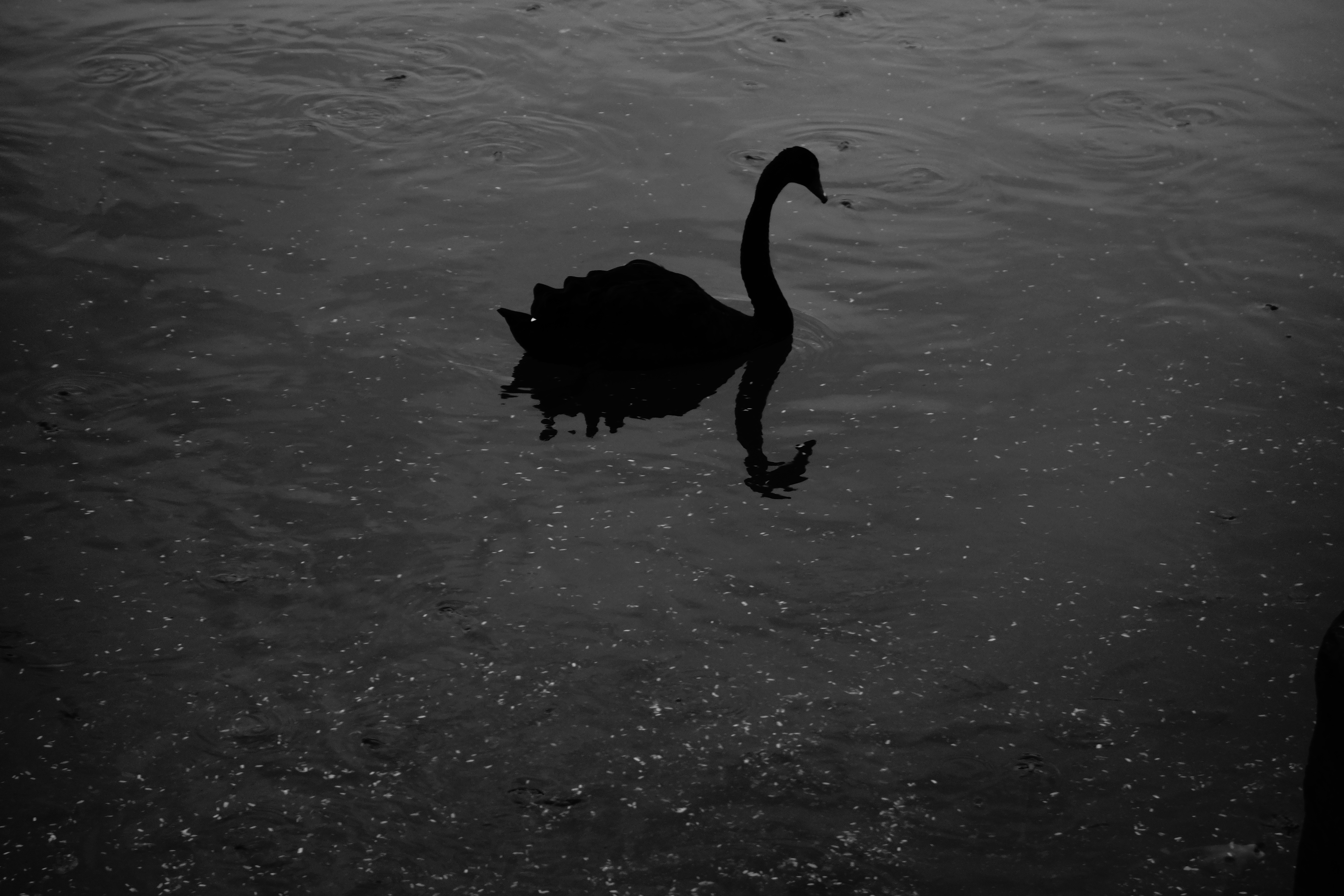 Moonlit Swan Silhouette Over a Glittering Lake