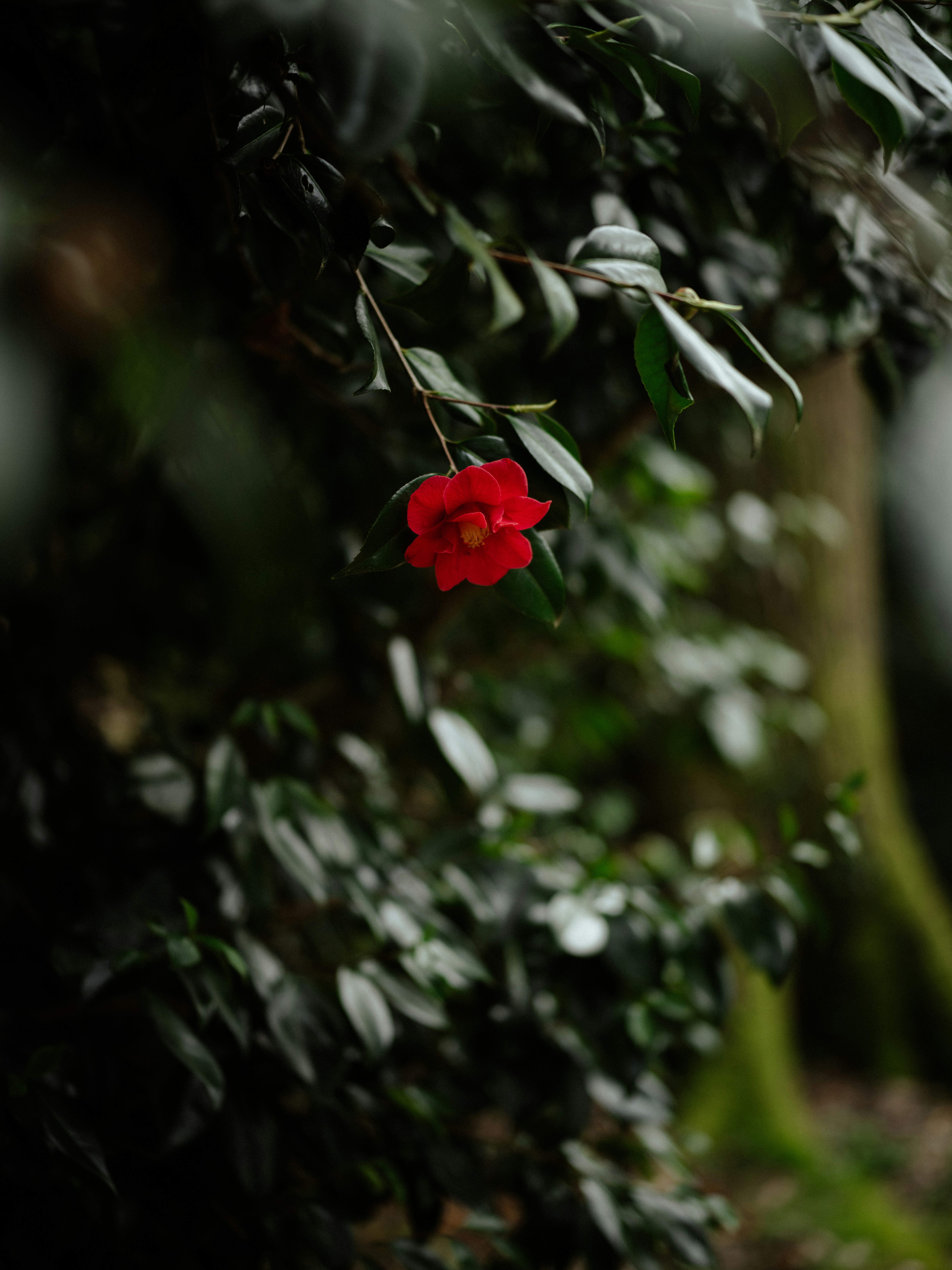 Une fleur rouge qui pousse sur un arbre photo – Photo Pétale Gratuite ...