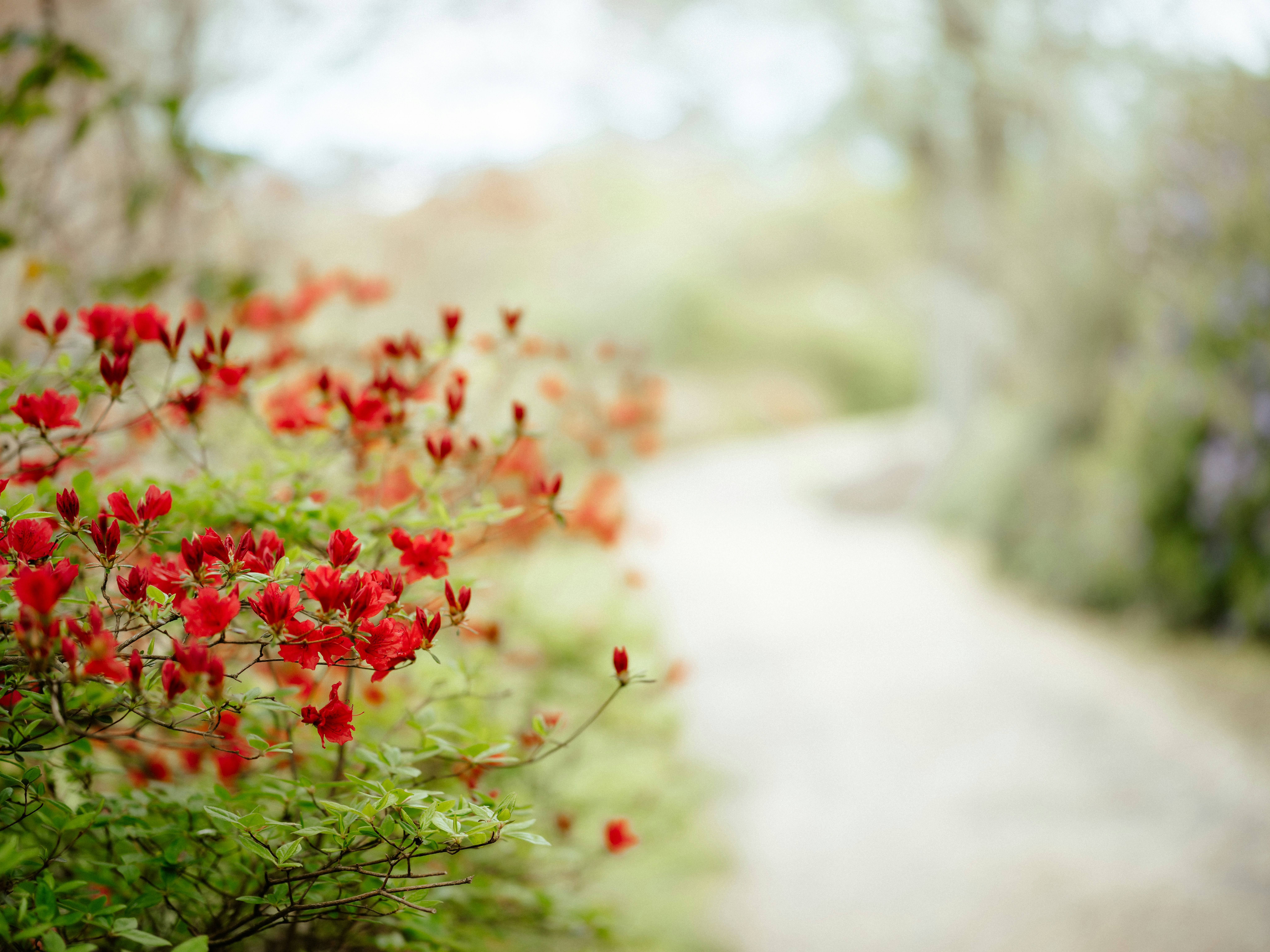Crimson Bloom by the Path