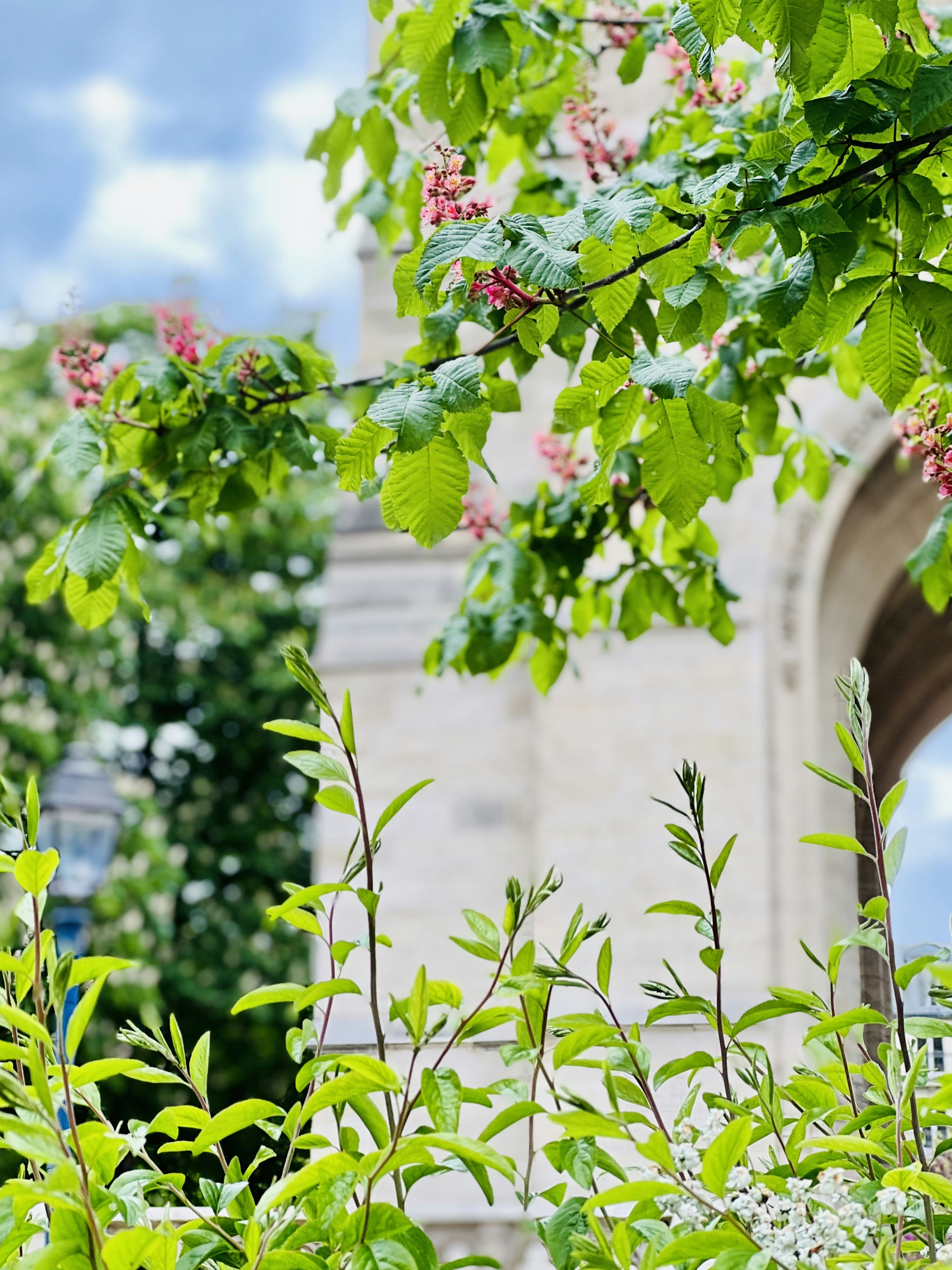 Blush clusters amid green foliage frame a sunlit arch in a historic courtyard