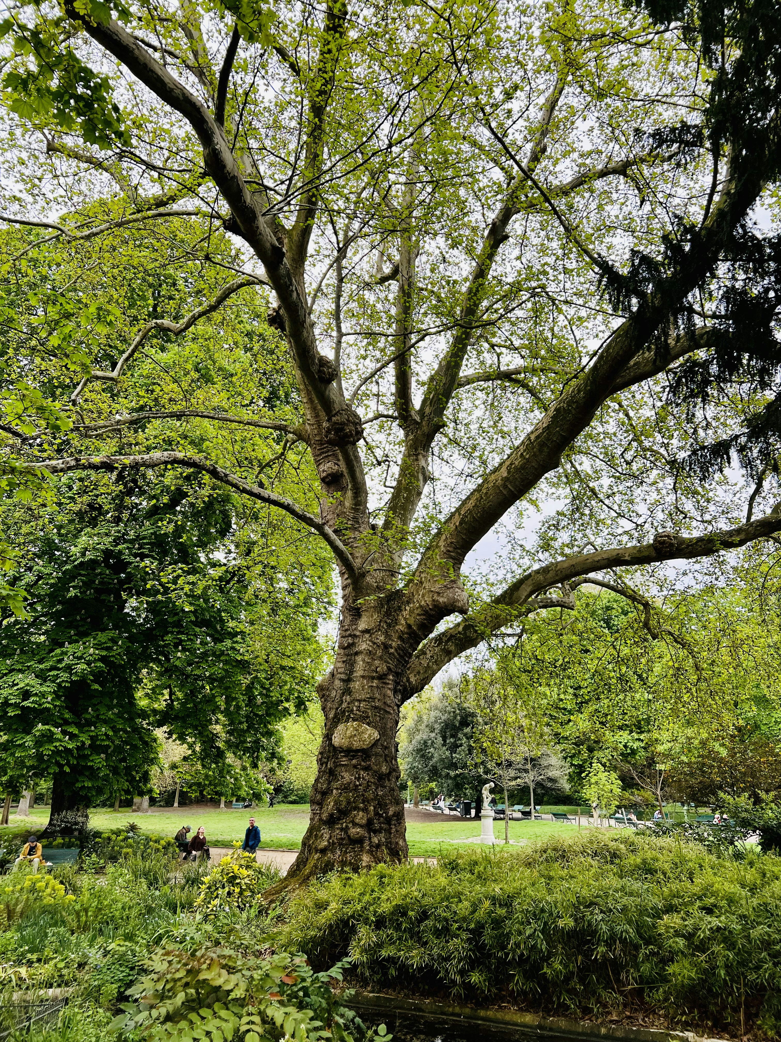 A majestic tree stands tall amidst vibrant greenery in a serene park, inviting visitors to enjoy nature's tranquility.