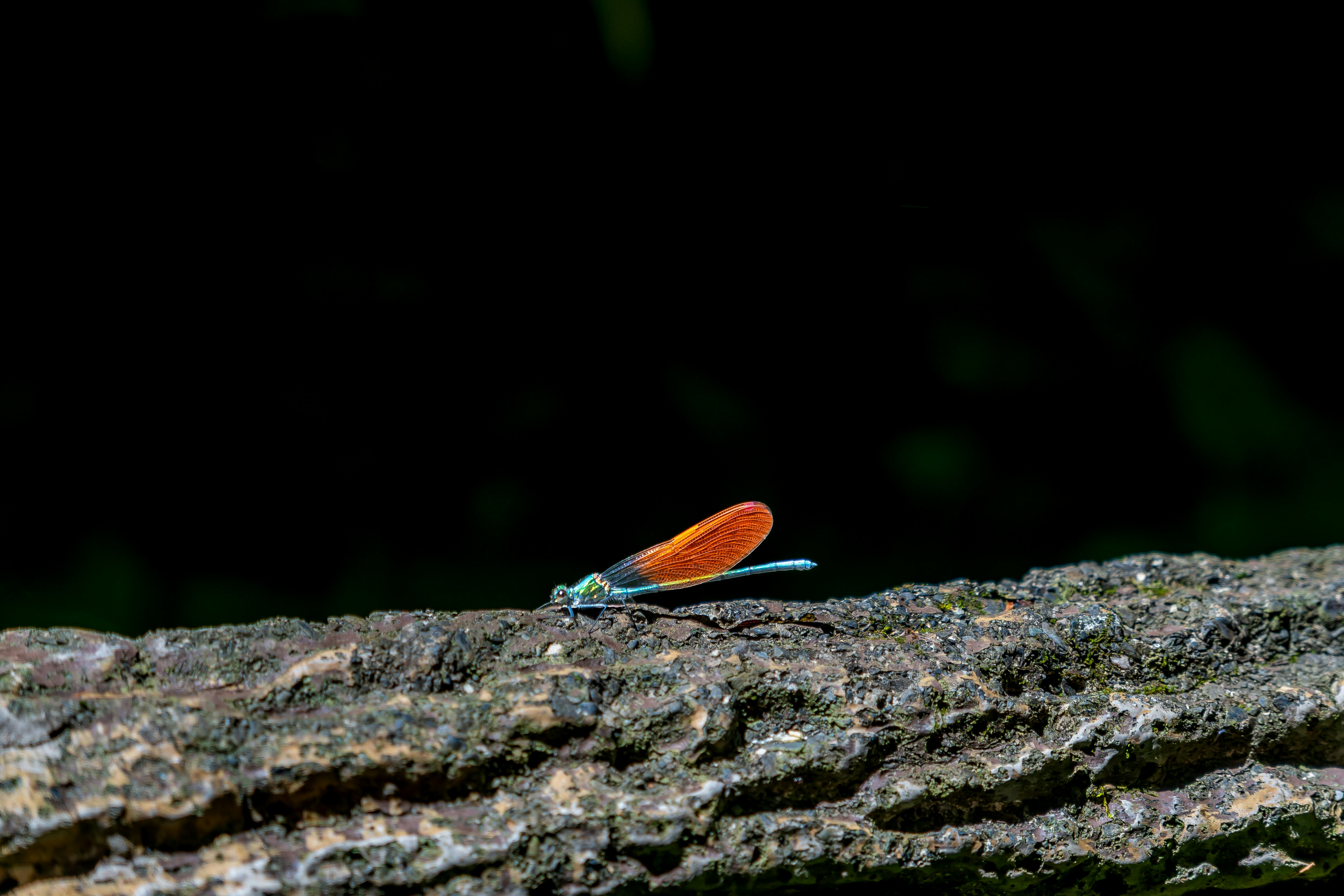 A small orange and blue insect sitting on a rock photo – Free Nature ...