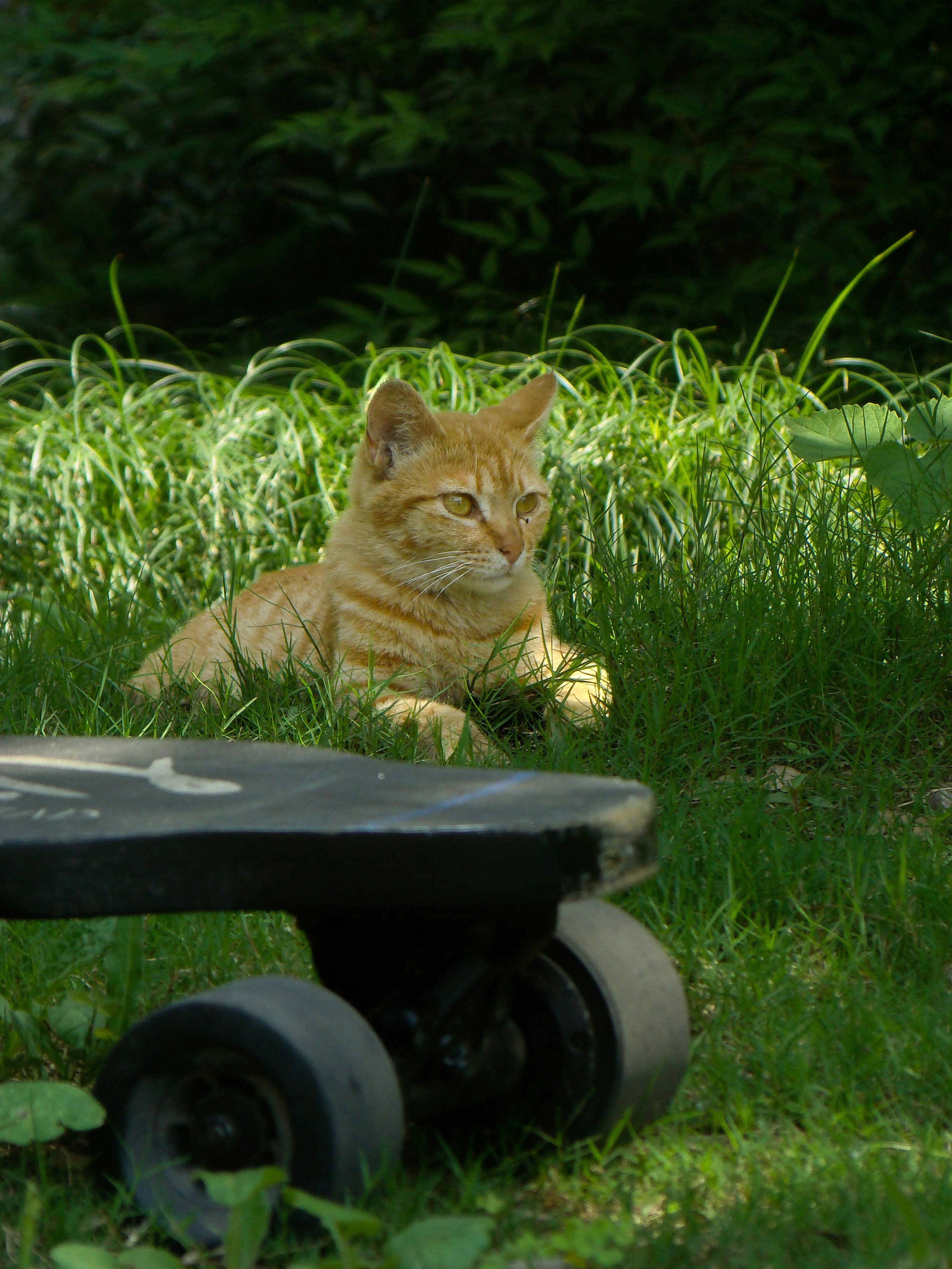 Amber tabby rests in sunlit grass beside a low-profile skateboard, capturing a calm outdoor moment.