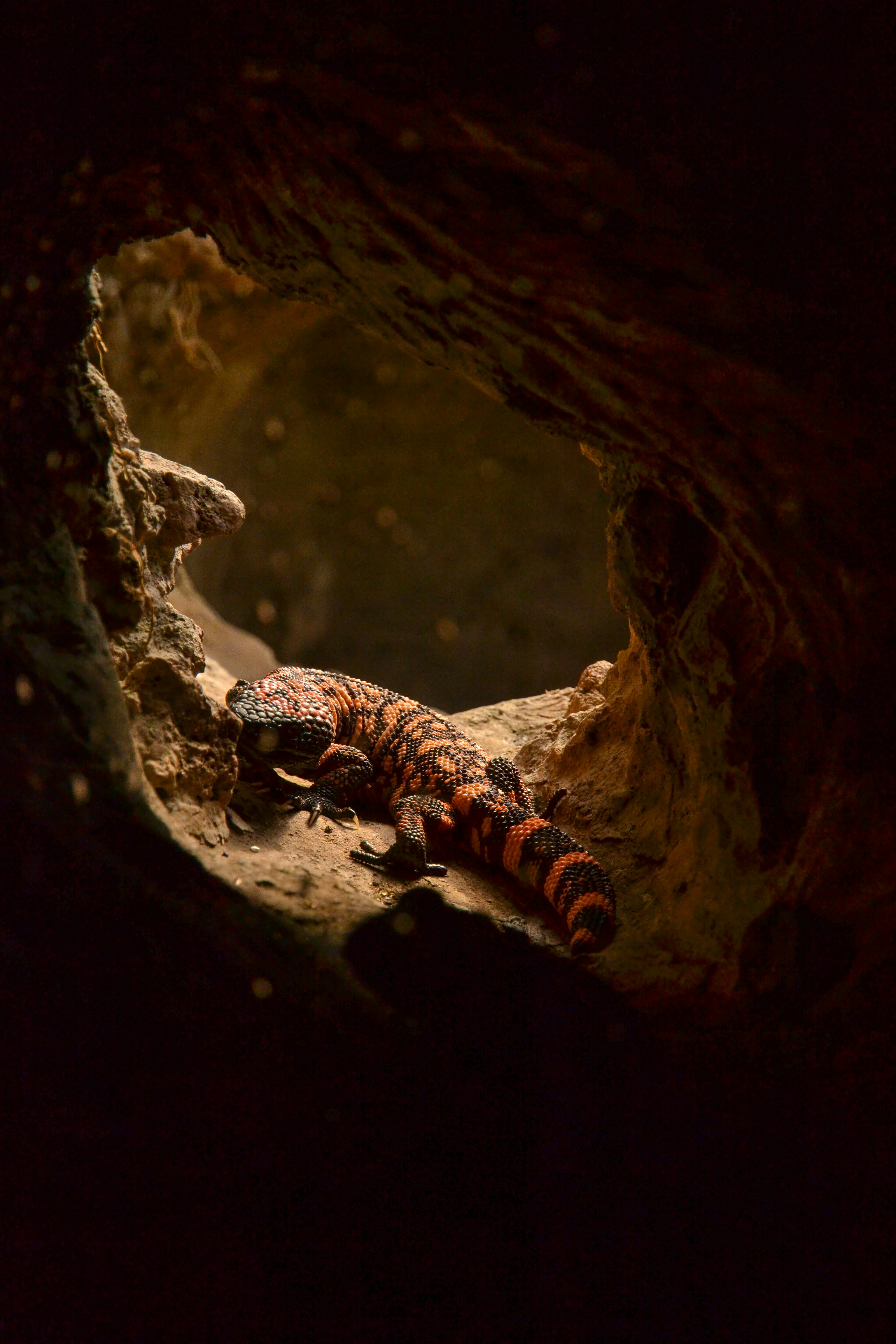 A red and black lizard sitting on top of a rock photo – Free America ...