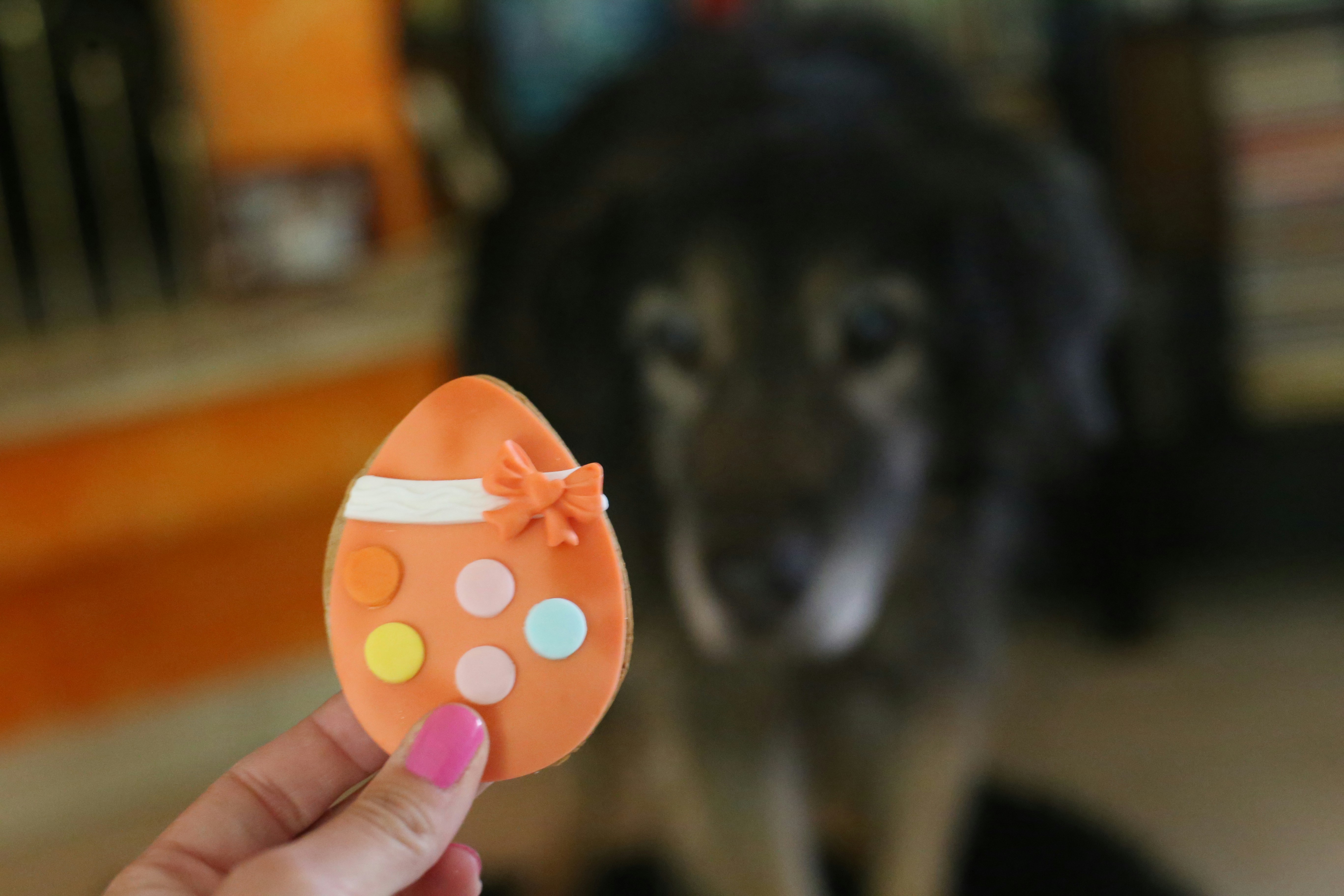 Decorated Easter Egg in the Foreground, Threading Into a Dog's Gaze
