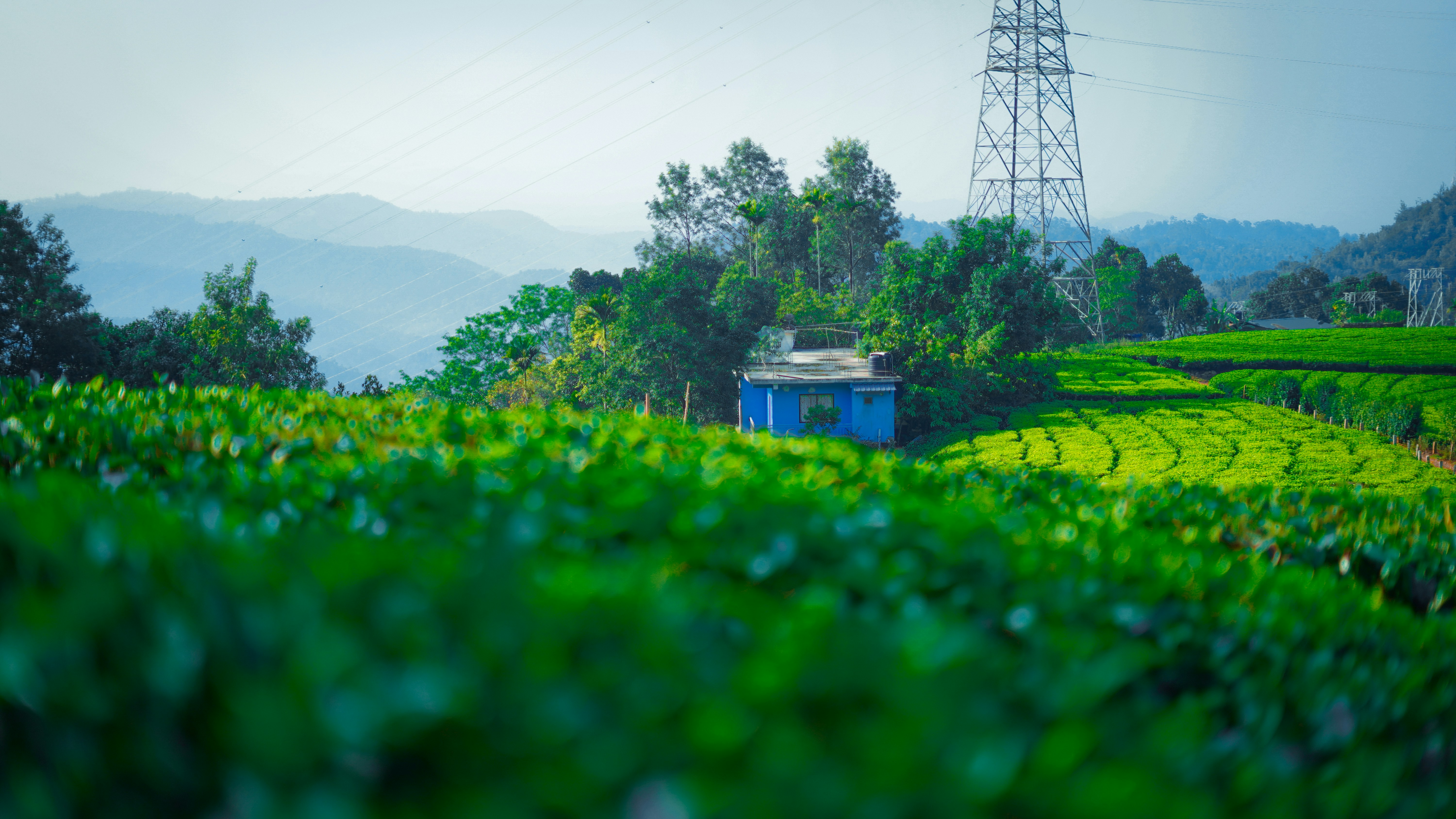 Blue Cabin Among Tea Green Ridges and a Distant Transmission Tower
