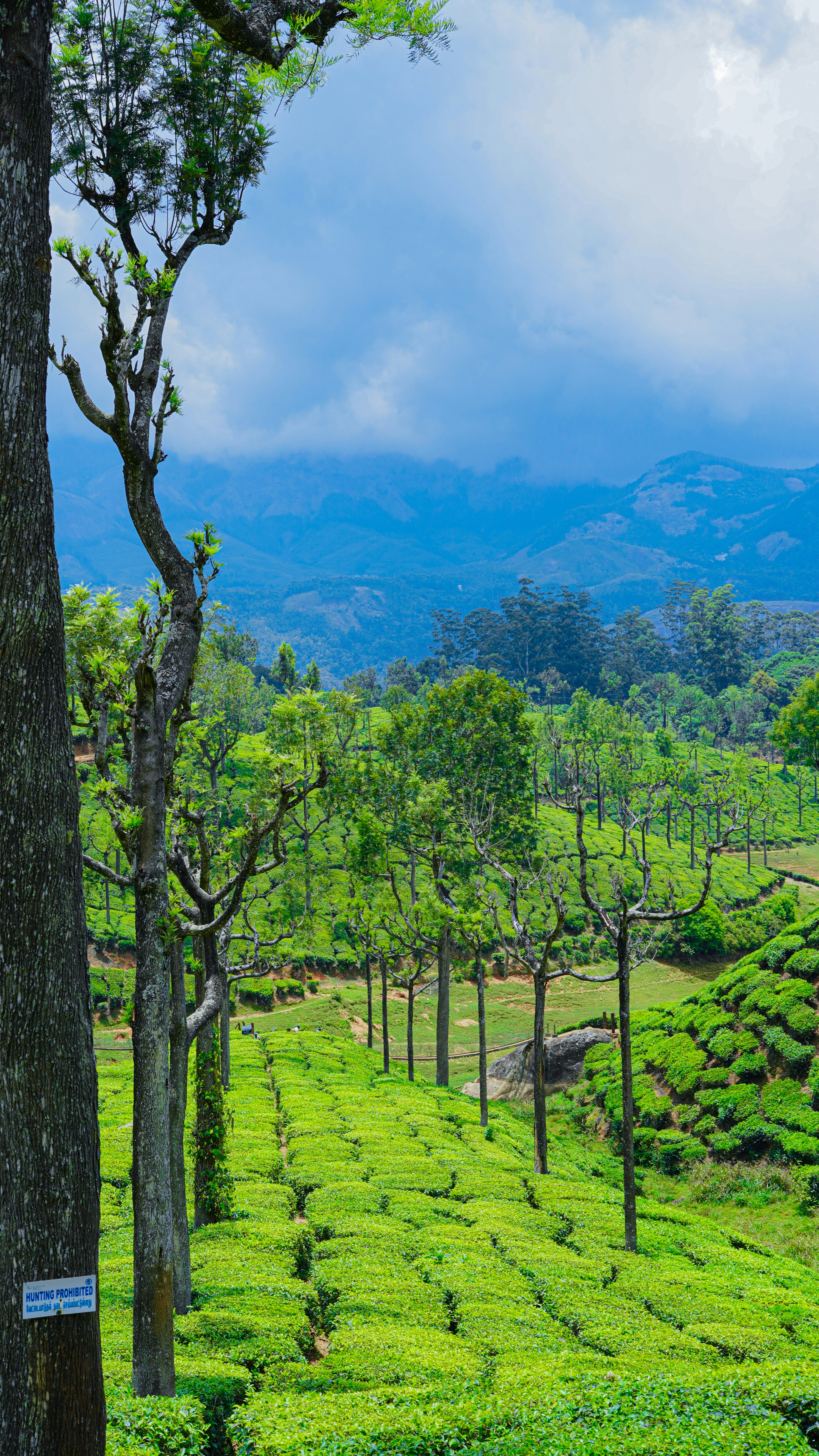 Emerald Trenches: Tea Rows Framing Distant Blue Peaks