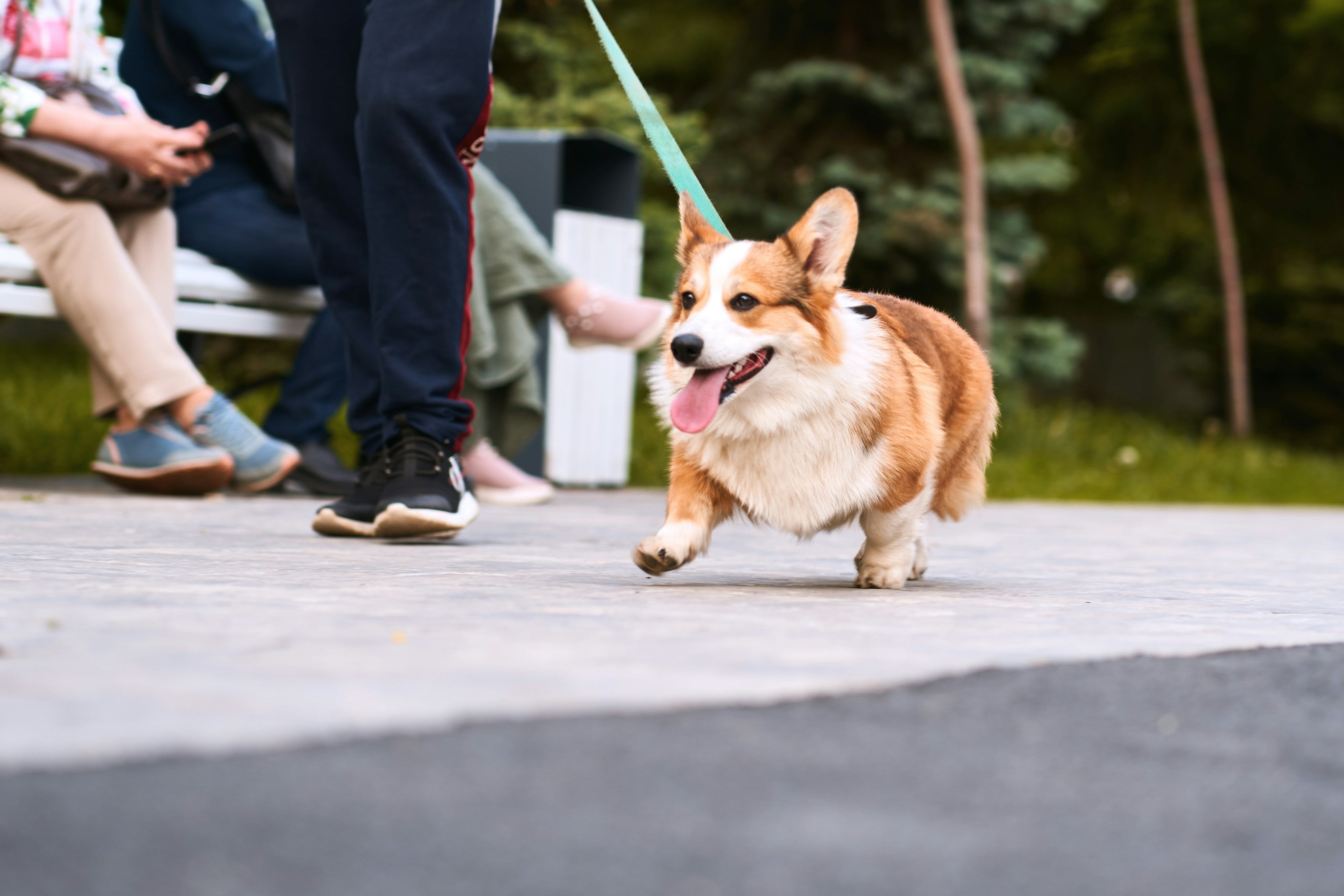 Park-Path Sprint: A Corgi Charges Forward as Onlookers Cheer