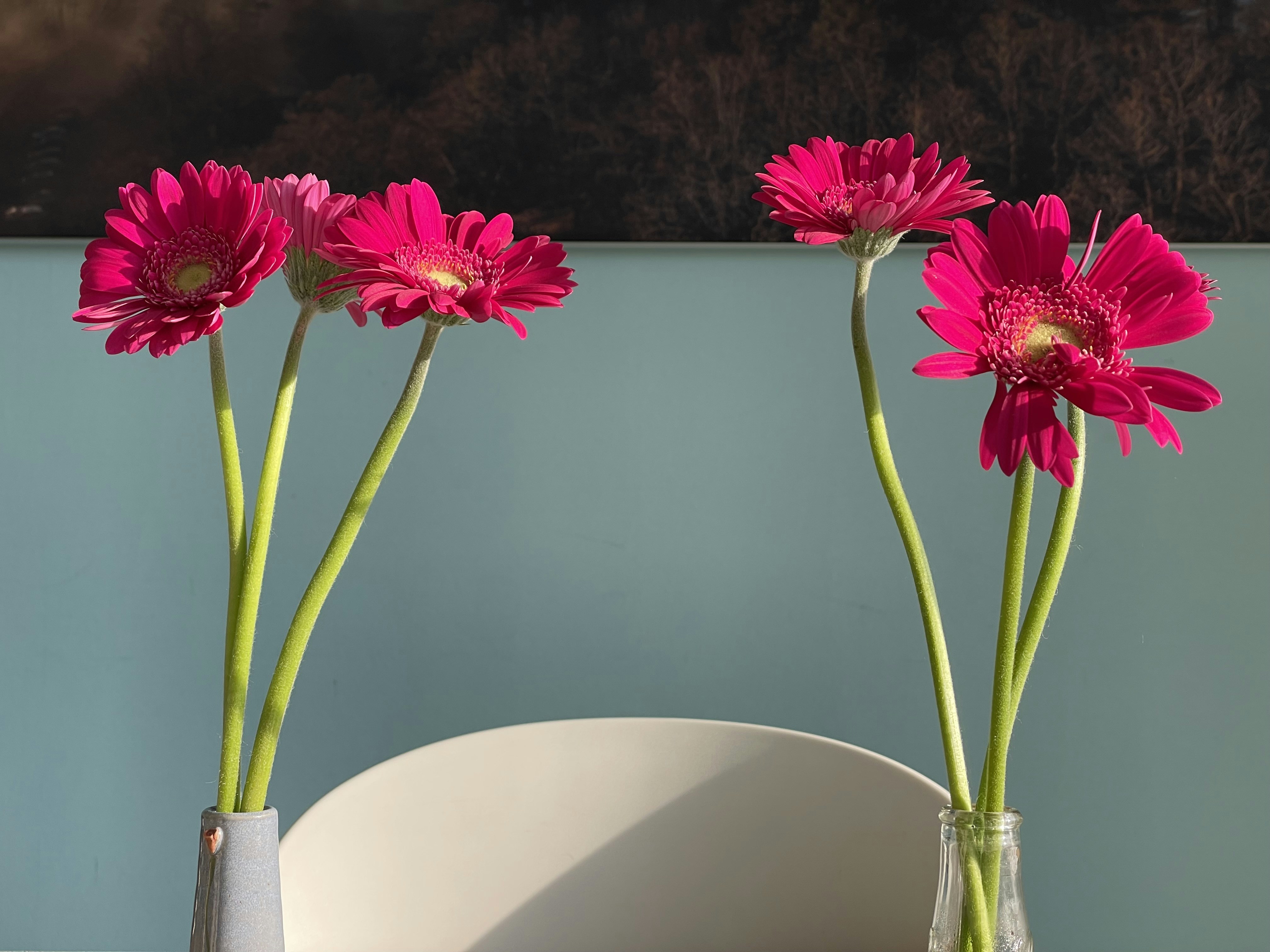Pink Gerberas in a Minimal Studio Backdrop