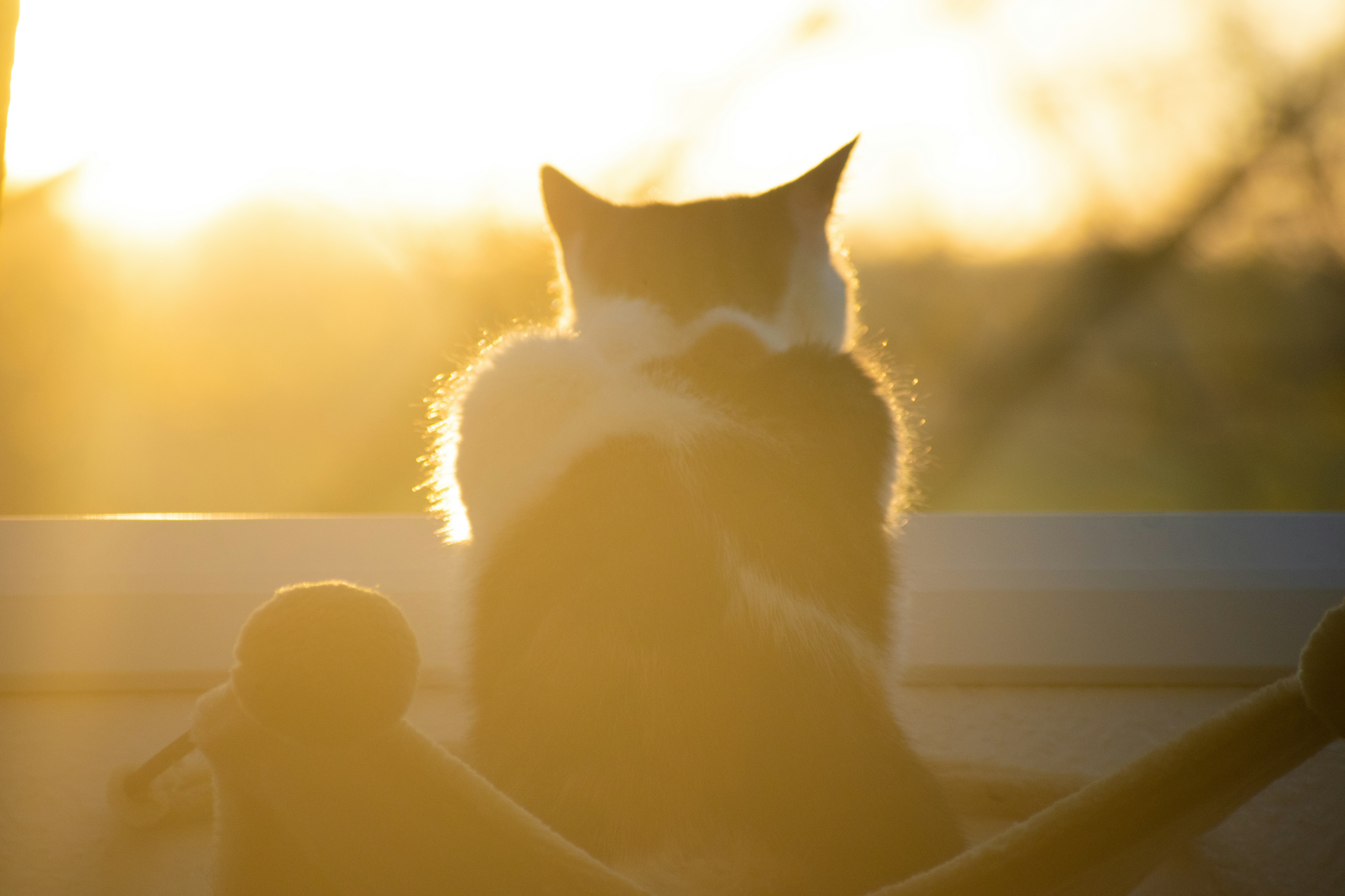 Backlit Feline at Sunset: Quiet Cat in Soft Golden Hour