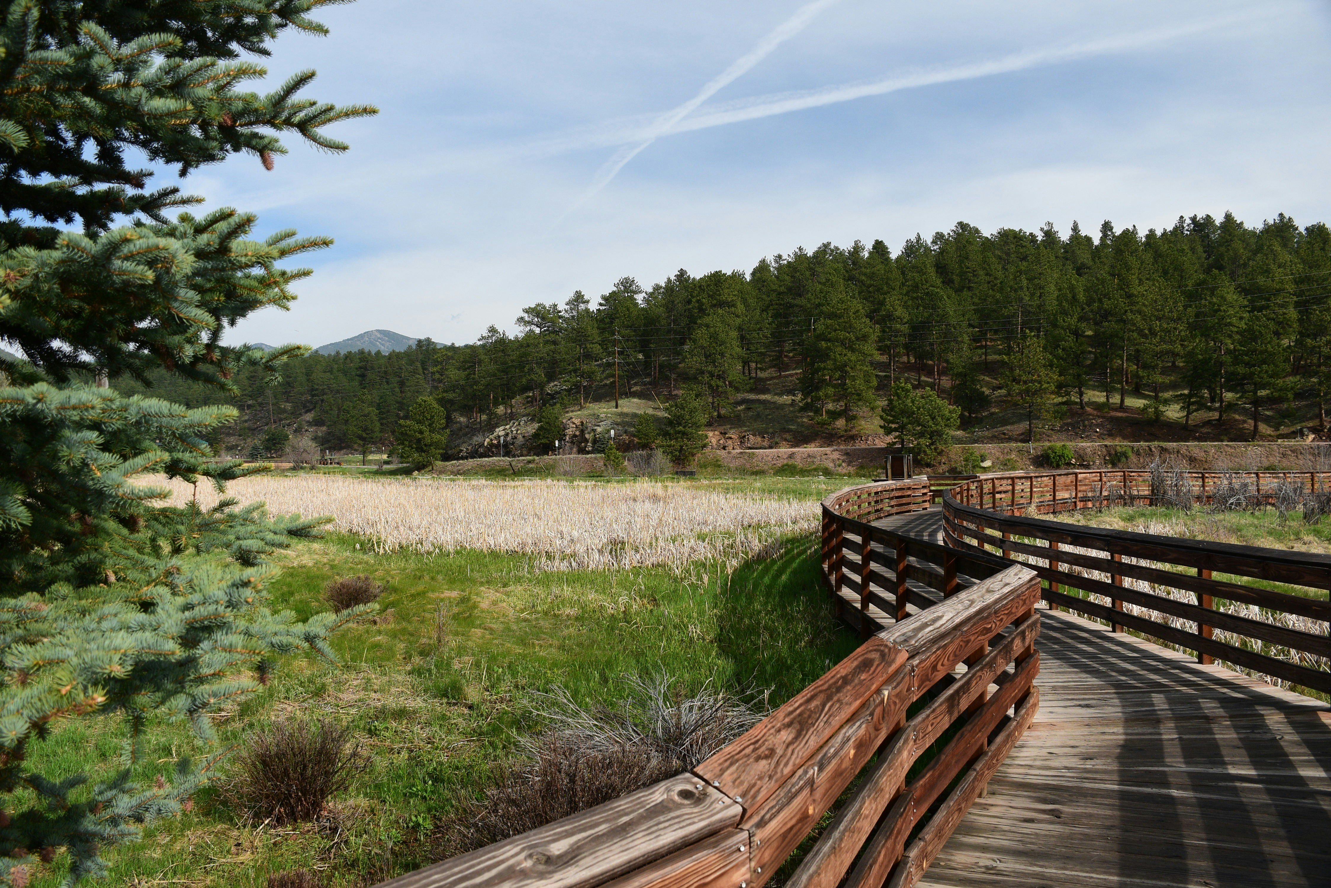 Winding Path Through Nature's Embrace