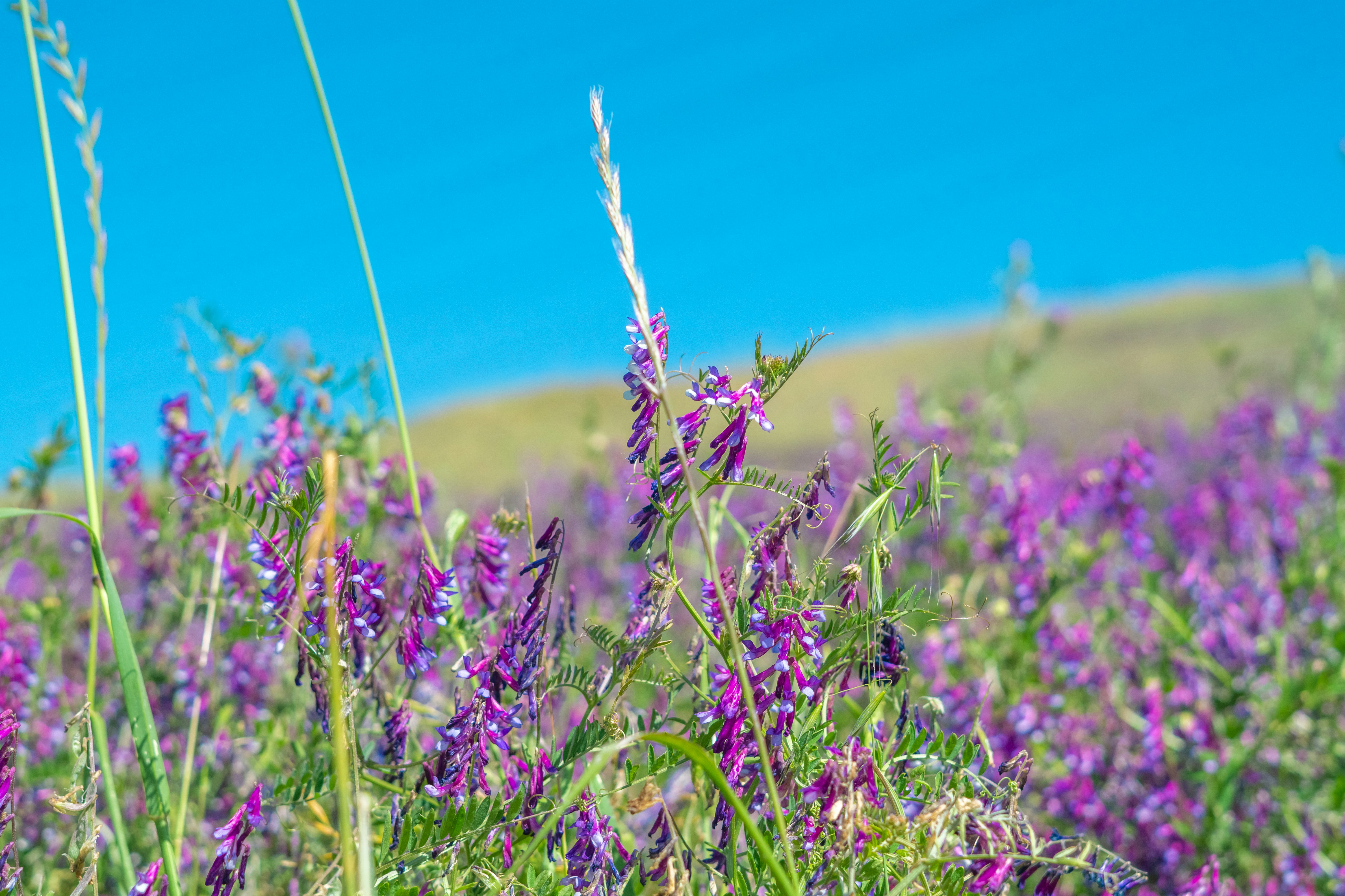 Un champ plein de fleurs violettes par une journée ensoleillée photo ...