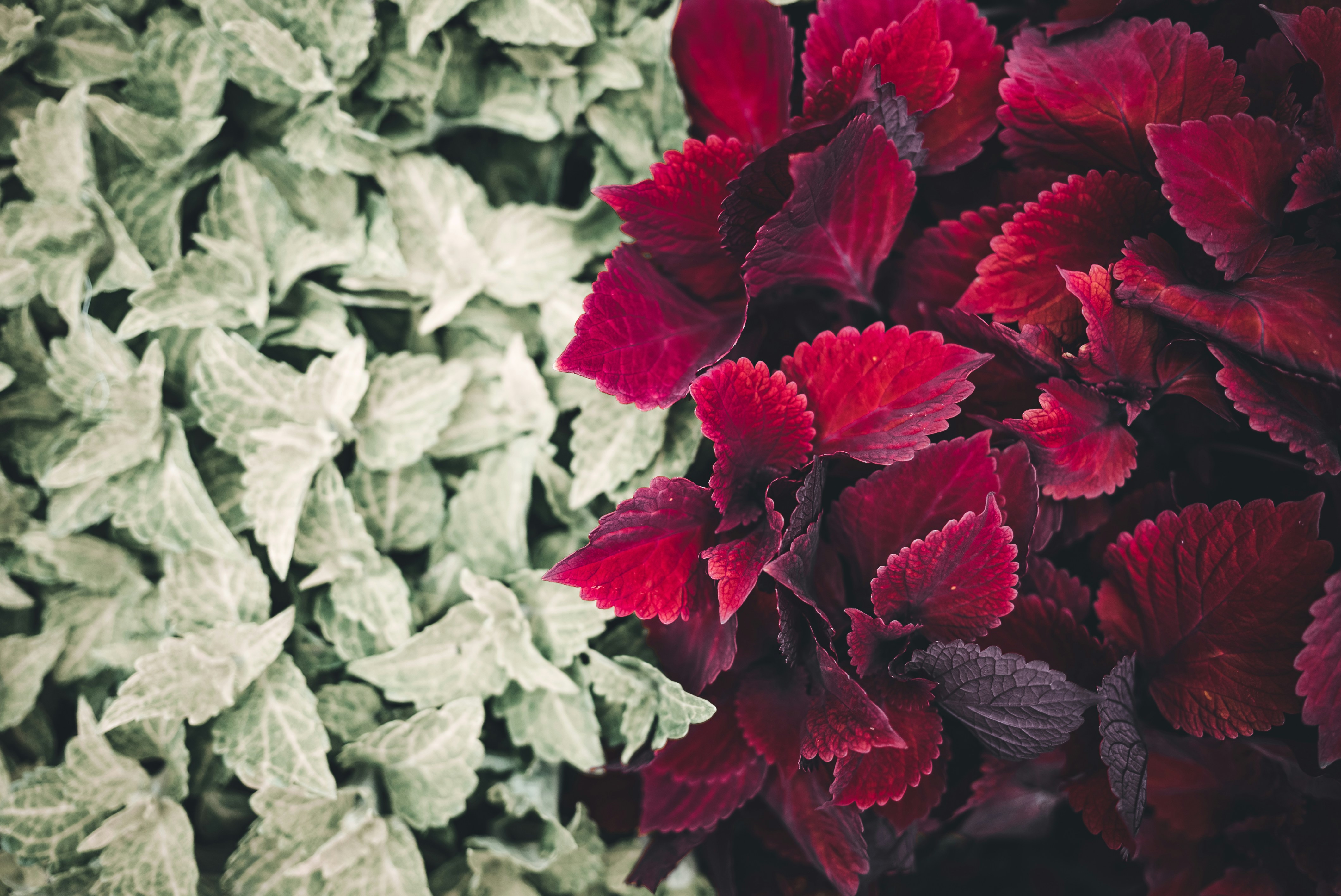 Split-Leaf Contrast: Green and Crimson Foliage in Quiet Symmetry