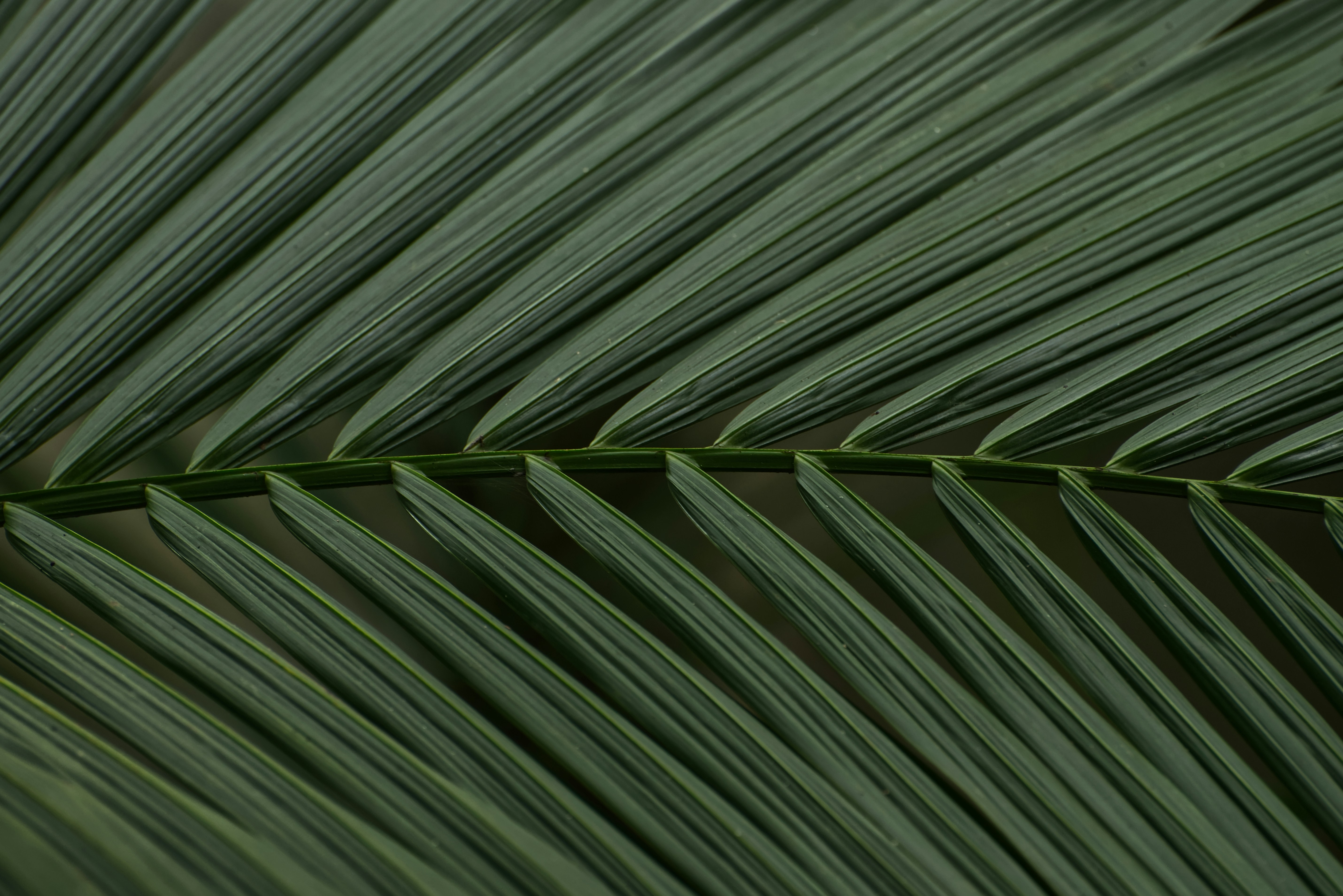 Macro Geometry of Palm Fronds: Parallel Veins in Deep Green