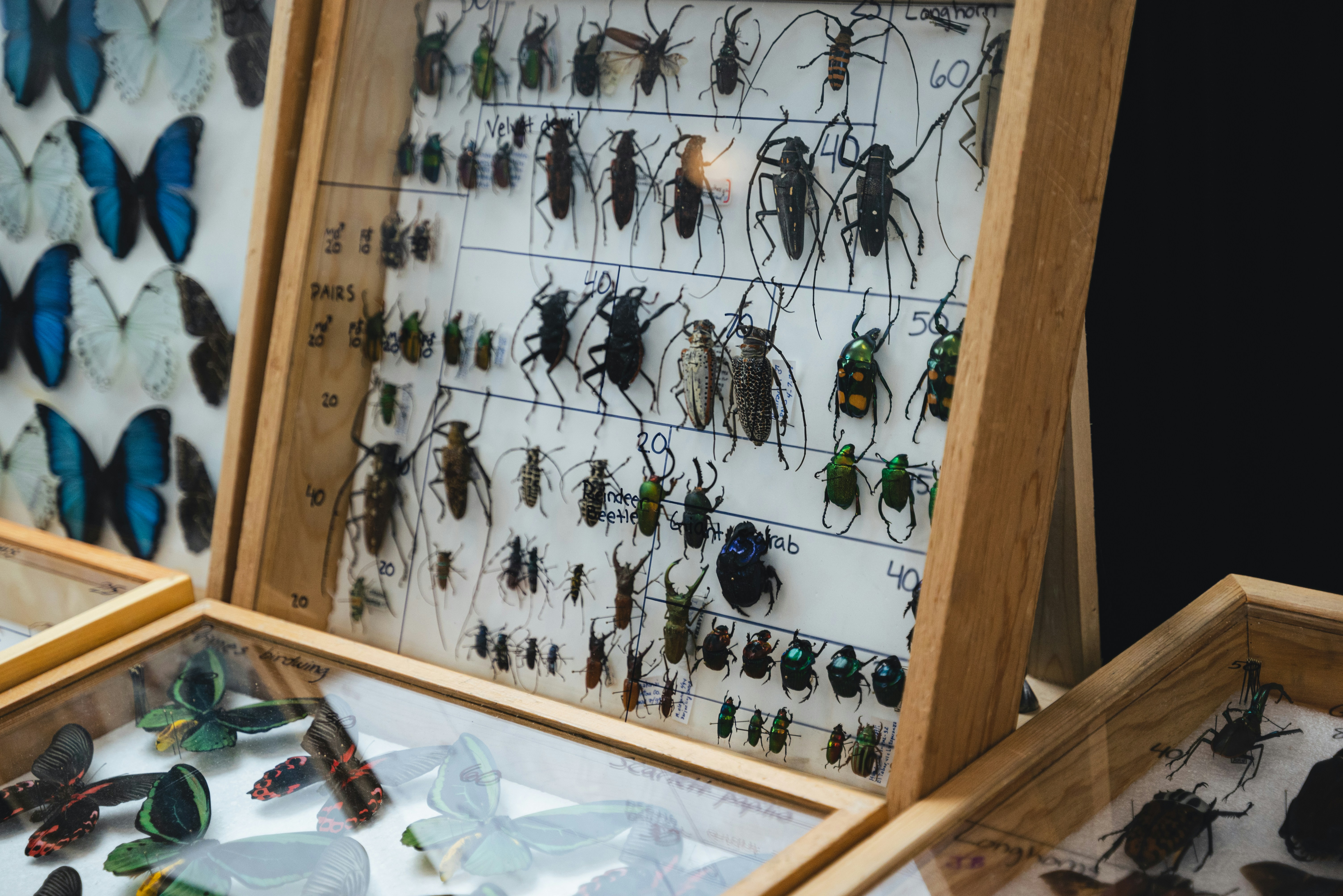Foto Una colección de insectos en un marco de madera – Imagen Animal ...