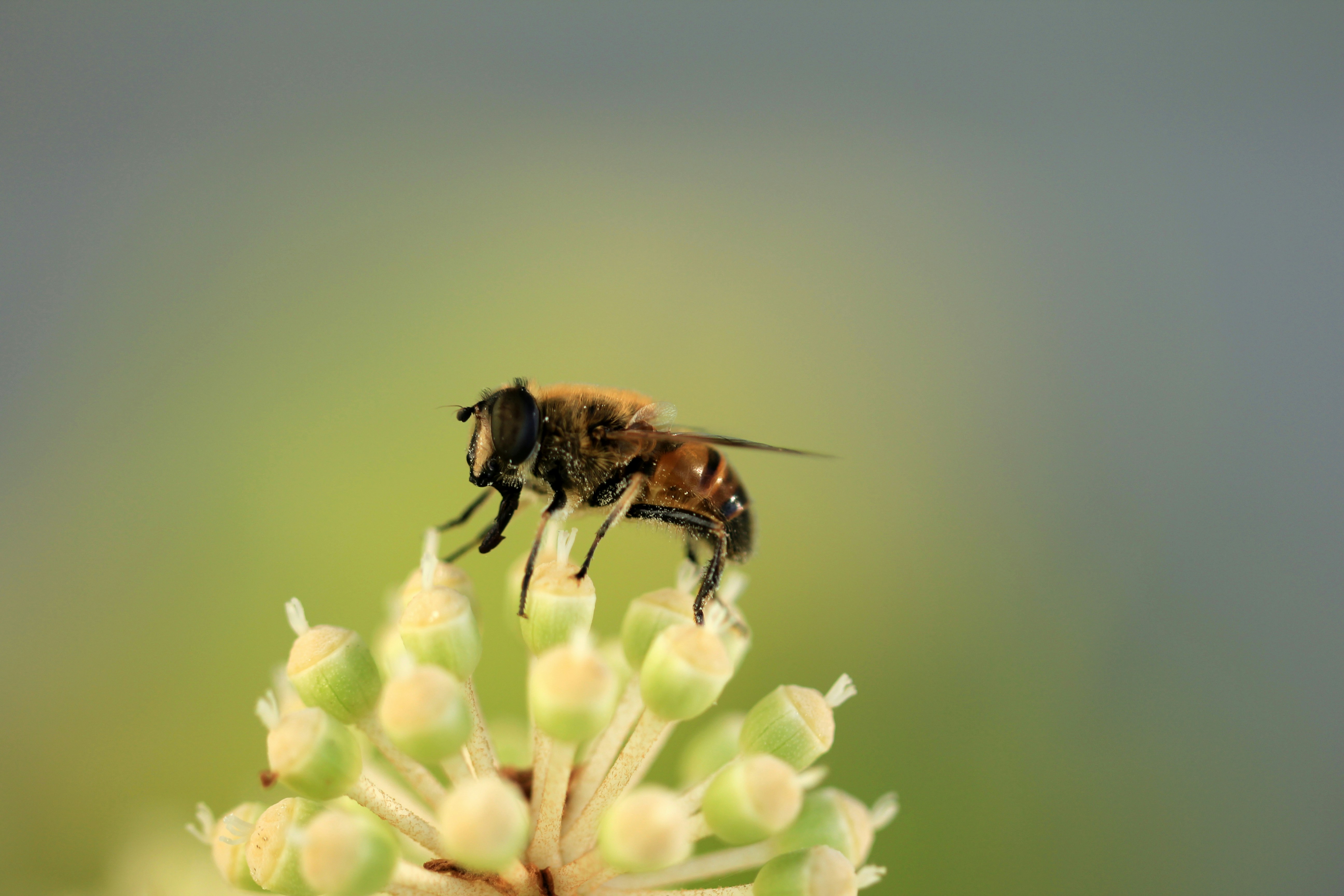 A bee lands on a sticky flowering plant