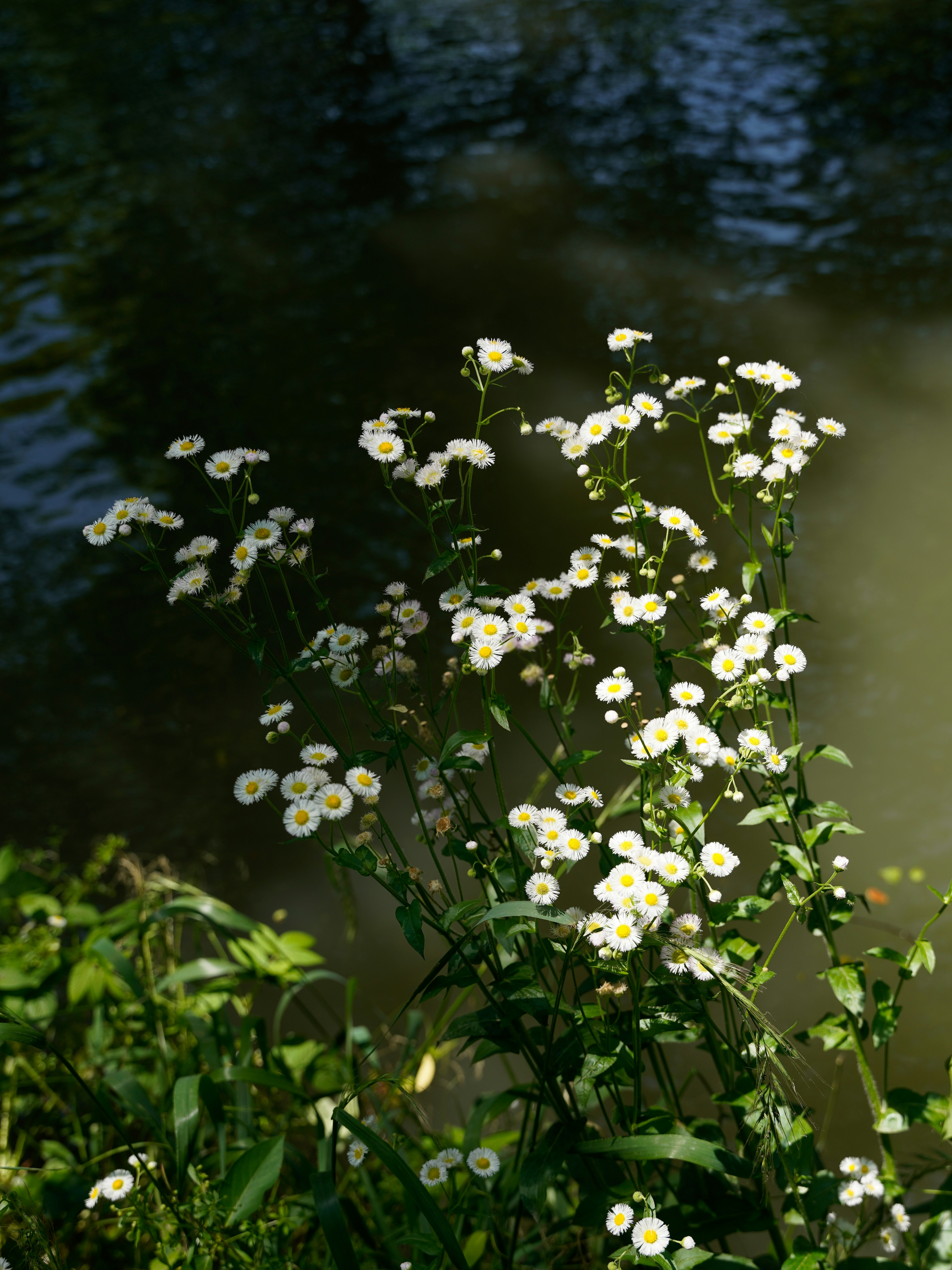 A bunch of white daisies in front of a body of water photo – Free ...
