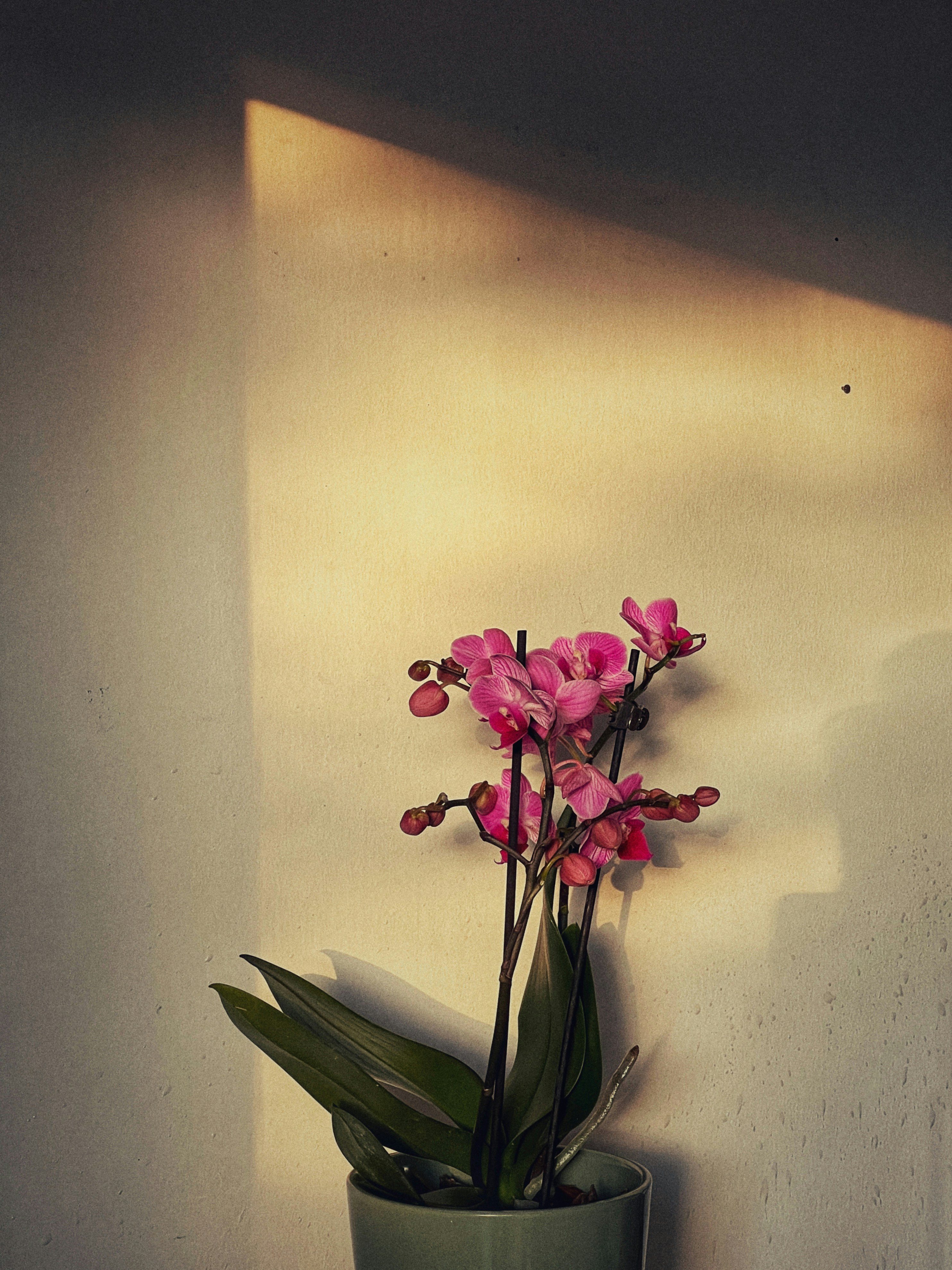 Pink Orchid in a Diagonal Sunbeam on a Quiet Wall