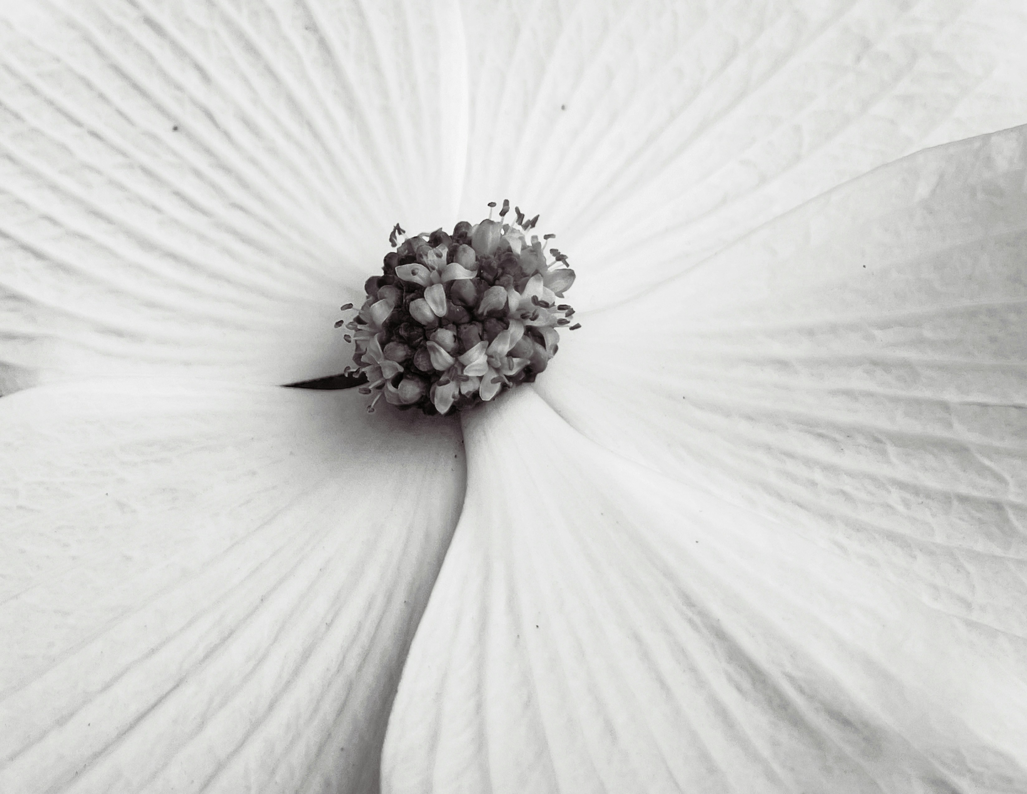 Monochrome Core: A Close-Up Study of Petal Veins and the Flower's Quiet Center