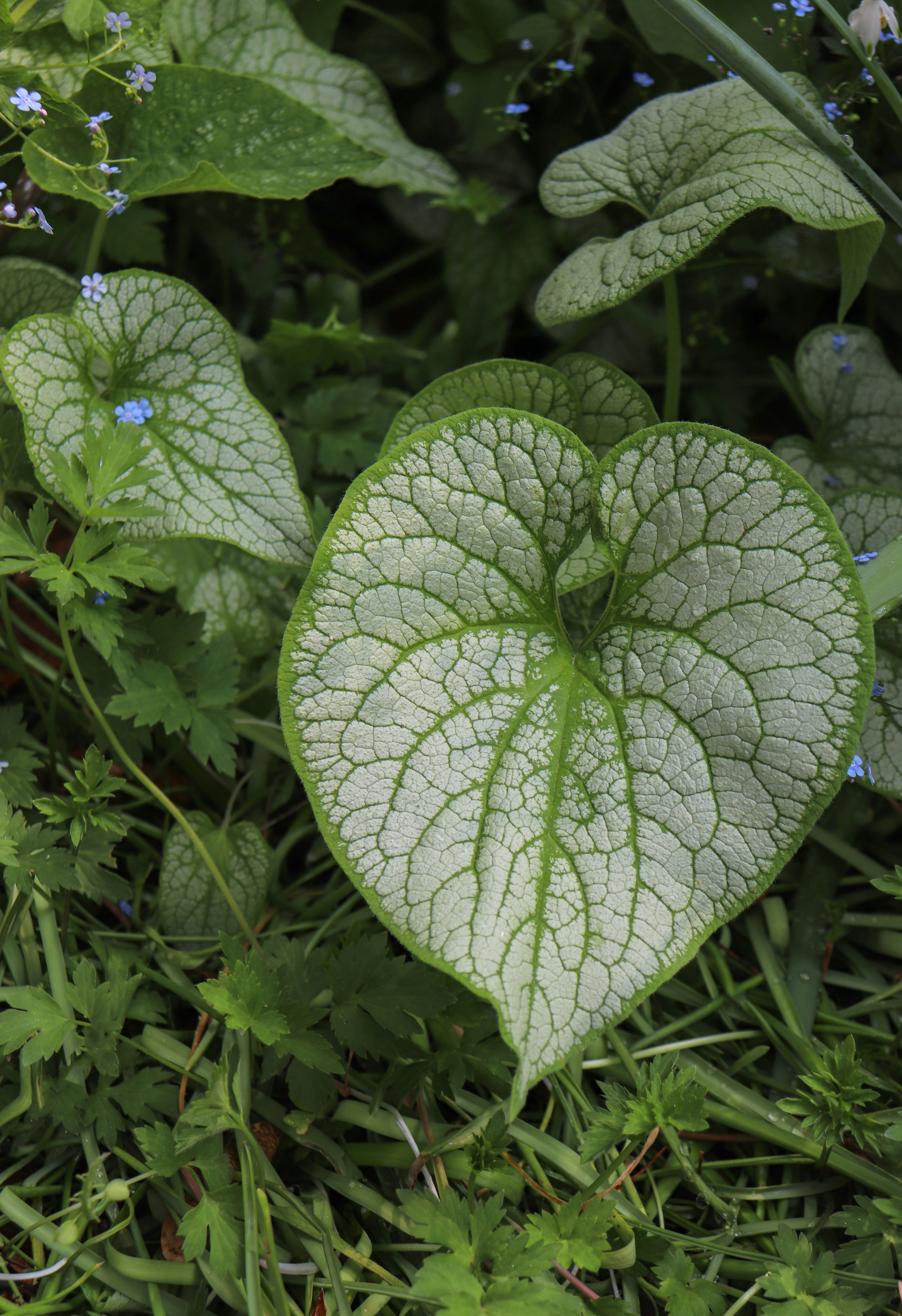 Verdant Heart: Silver-veined Leaves Resting among Garden Greens