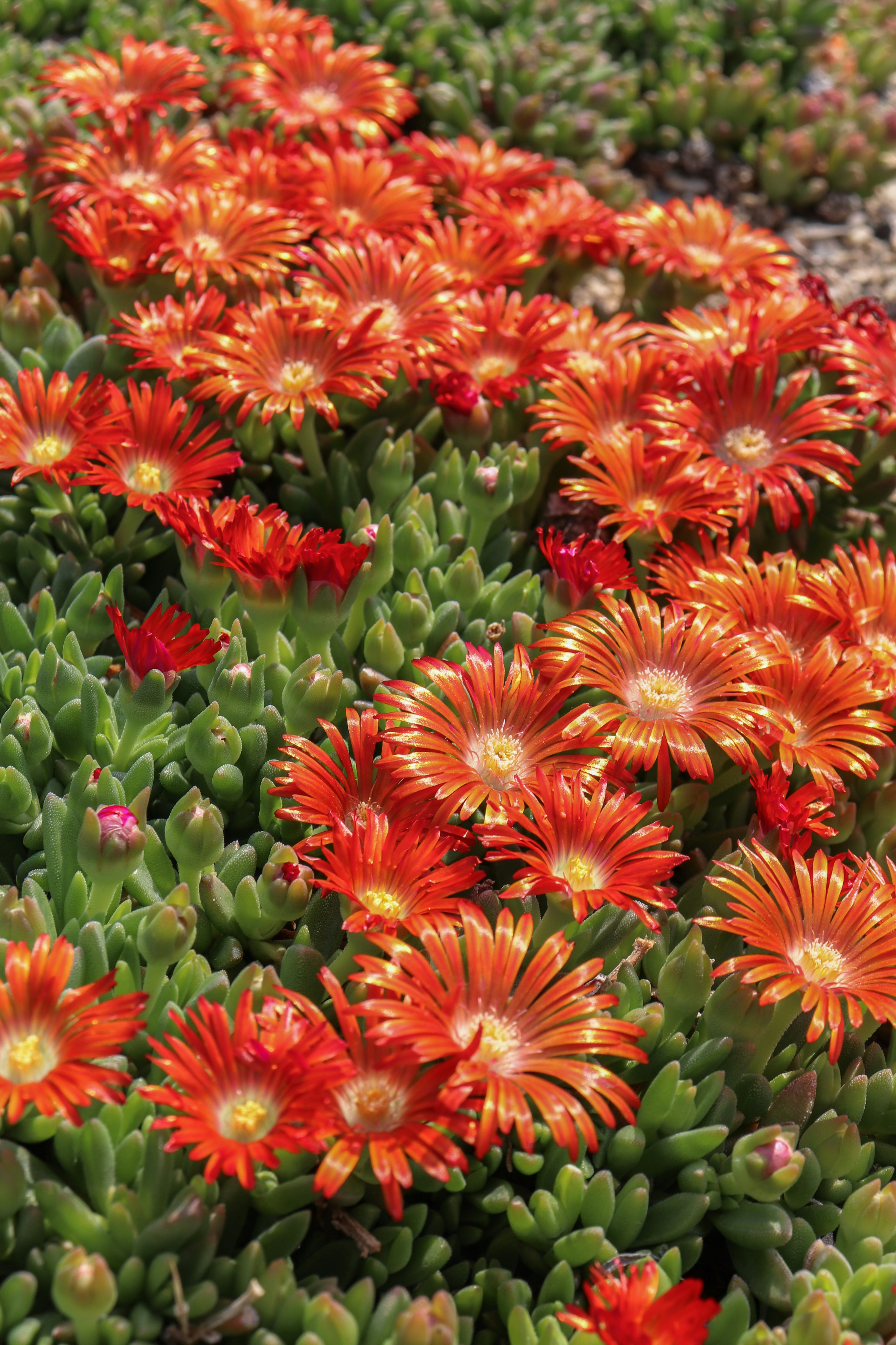 Sunlit Ember Blooms: A Carpet of Red-Orange Succulent Flowers
