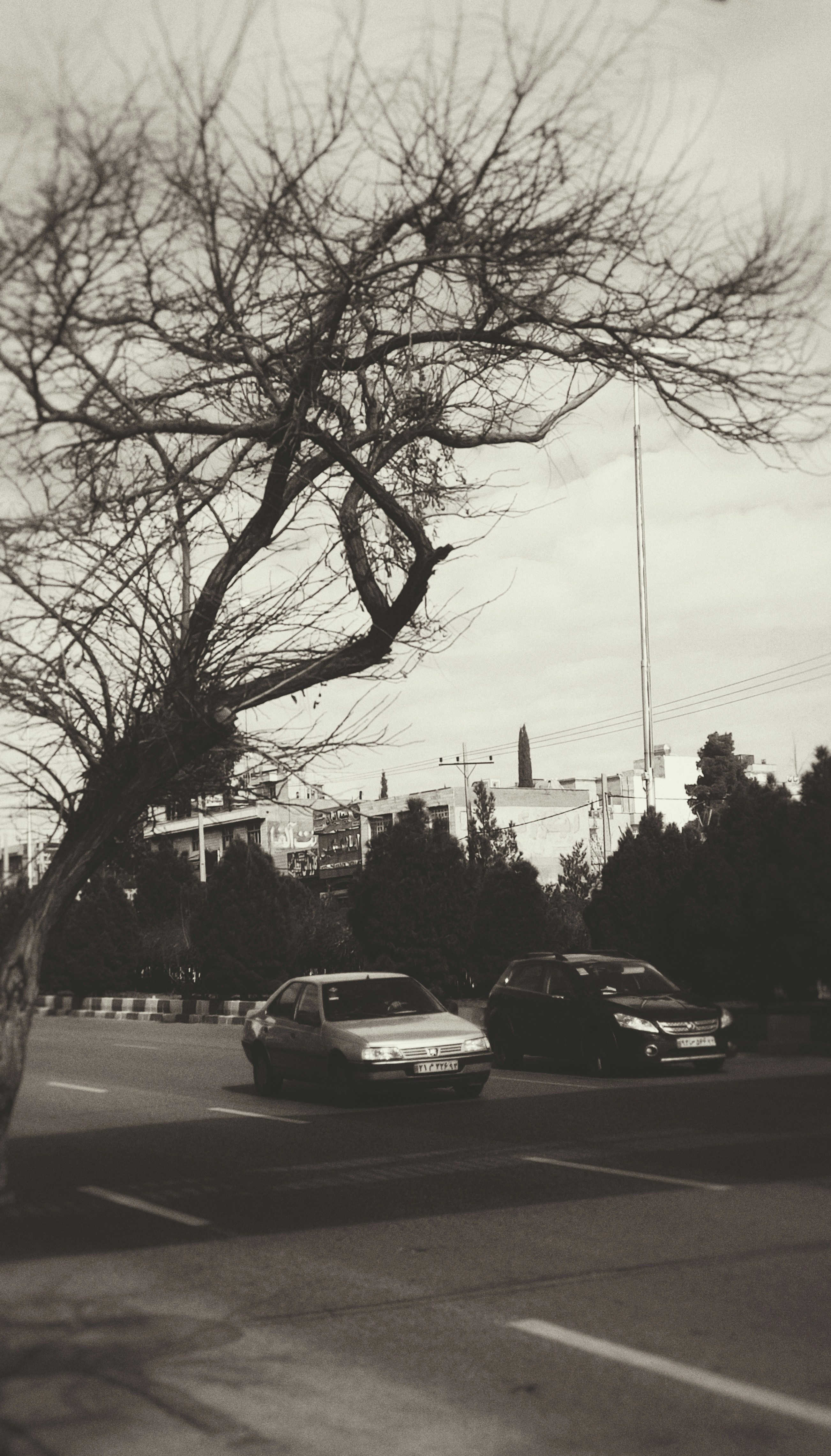 Monochrome Street Portrait: Leaning Tree Over a Quiet Intersection