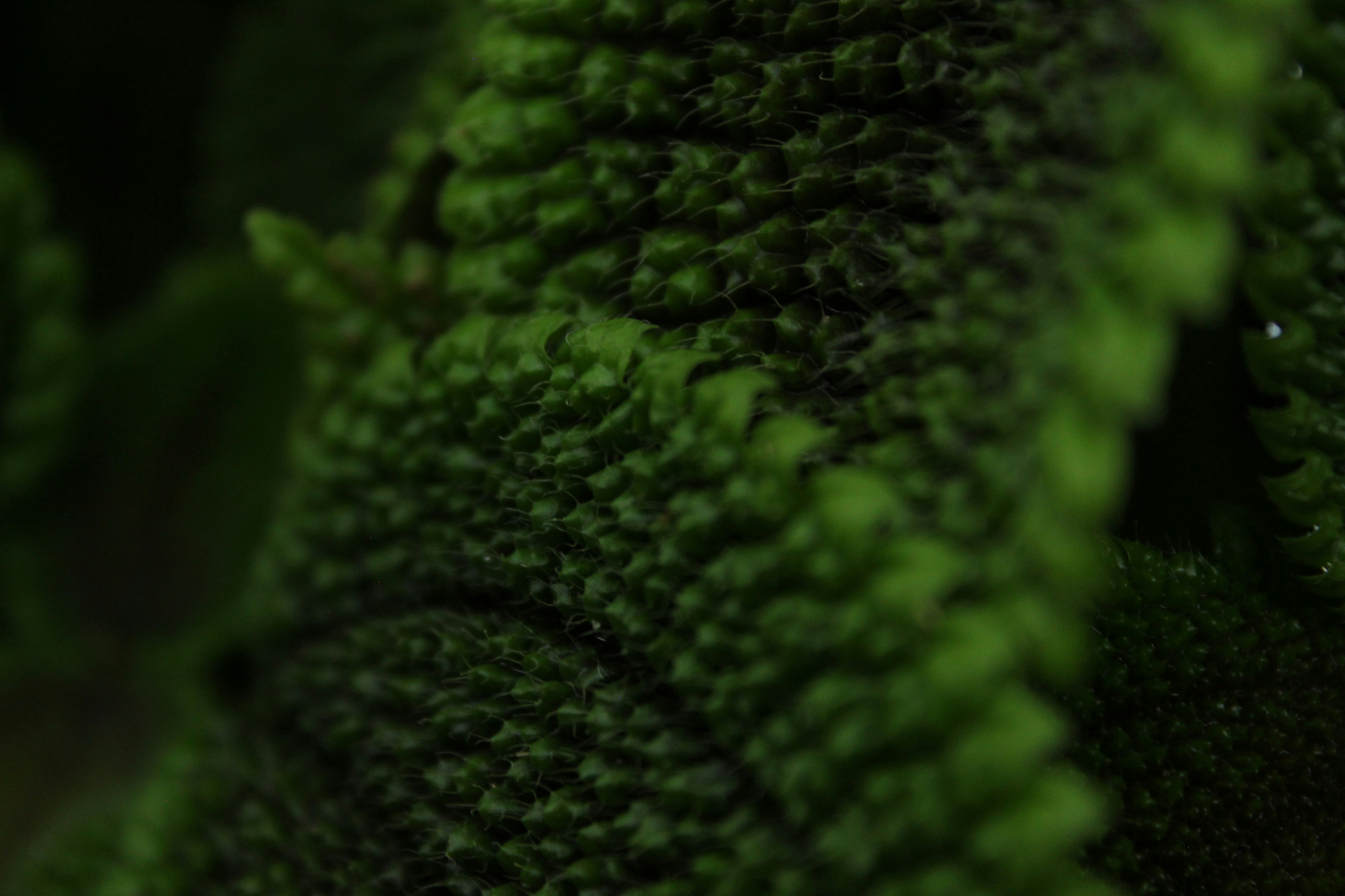 Emerald Texture: Close-Up of Minty Vegetal Surface